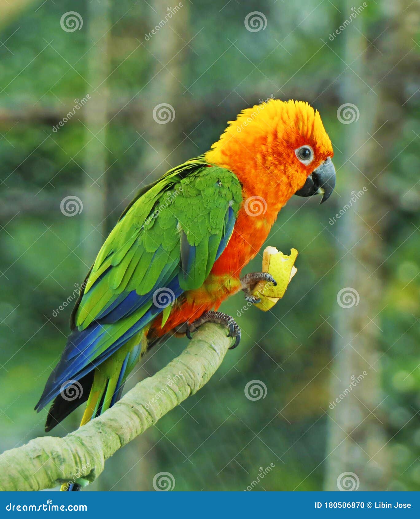 Sun Conure, Red Orange Yellow Green and Blue Color Parrot Stock Photo ... Sun Conure, Red Orange Yellow Green and Blue Color Parrot Stock Photo ...