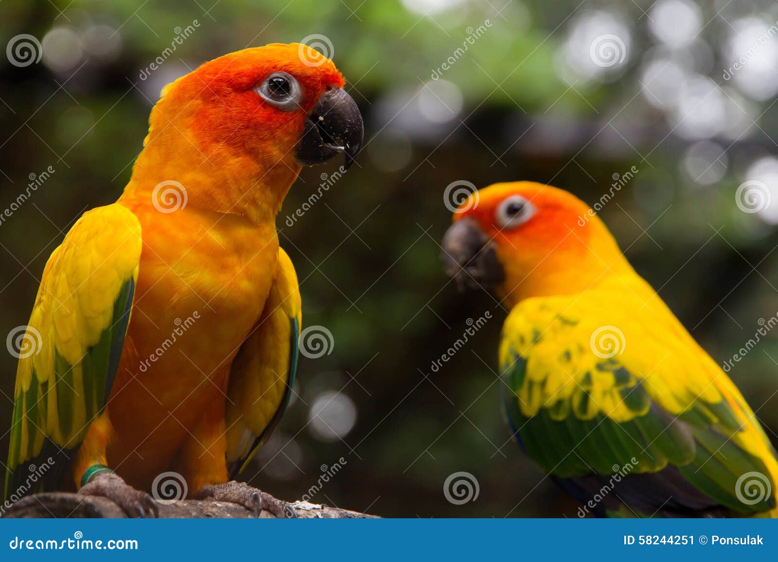 Sun Conure on a Tree Branch Stock Image - Image of culture, colors ...