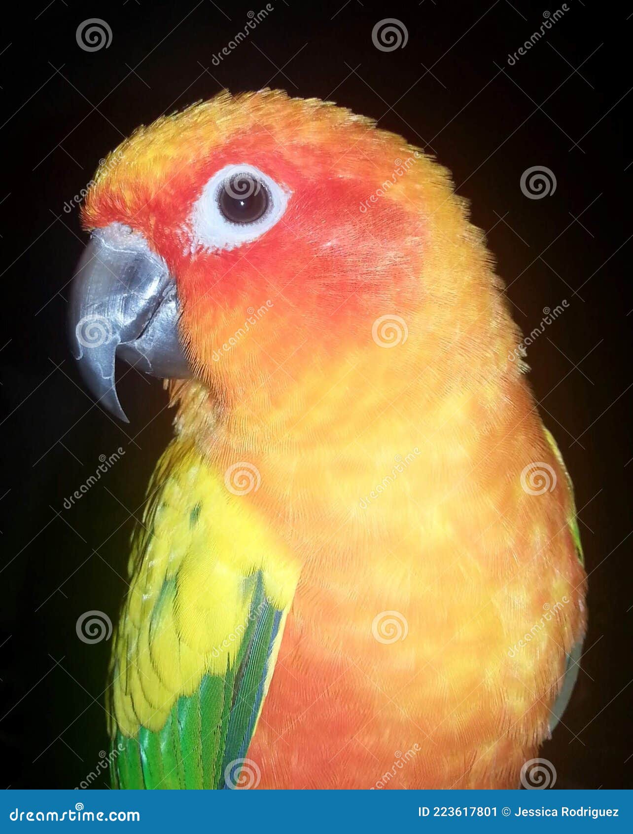 Sun conure stock image. Image of conure, close, black - 223617801
