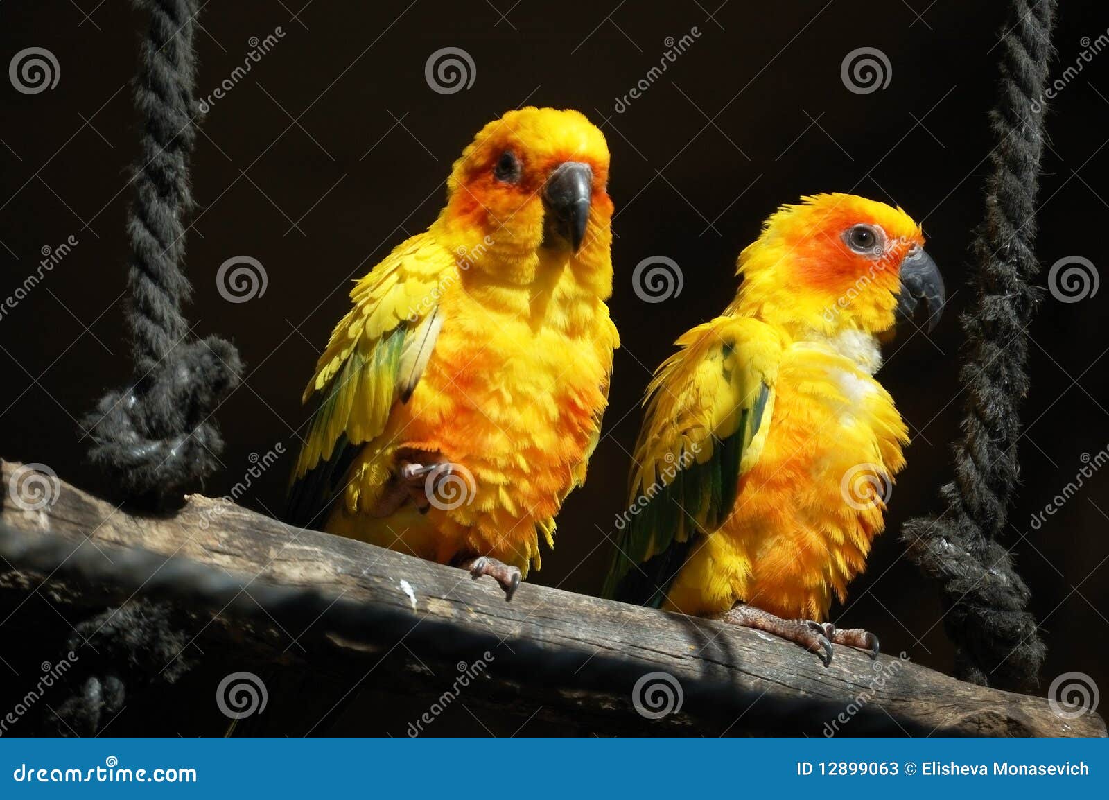 Sun conures stock image. Image of partners, friendship - 12899063