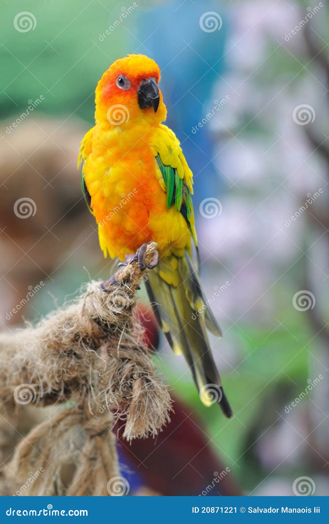Sun Conures stock image. Image of perch, background, parrot - 20871221