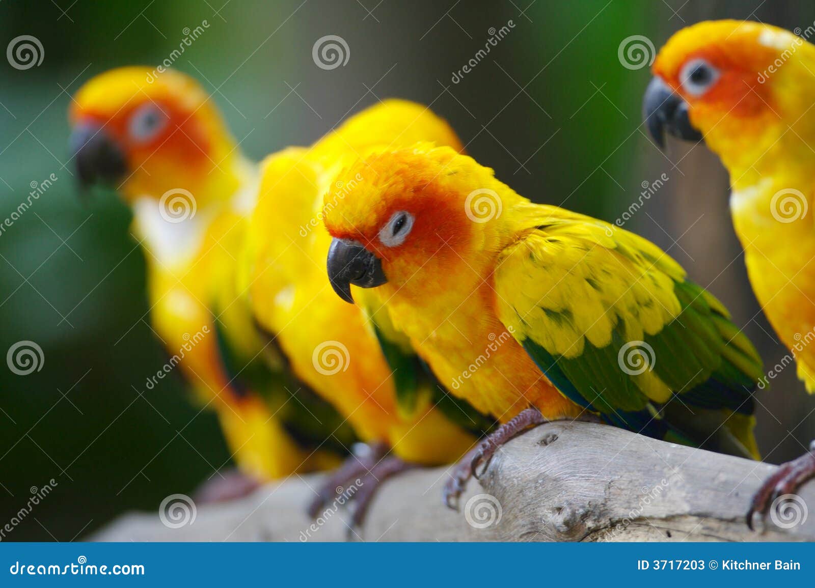 Sun Conures stock image. Image of conures, lovebirds, wild - 3717203