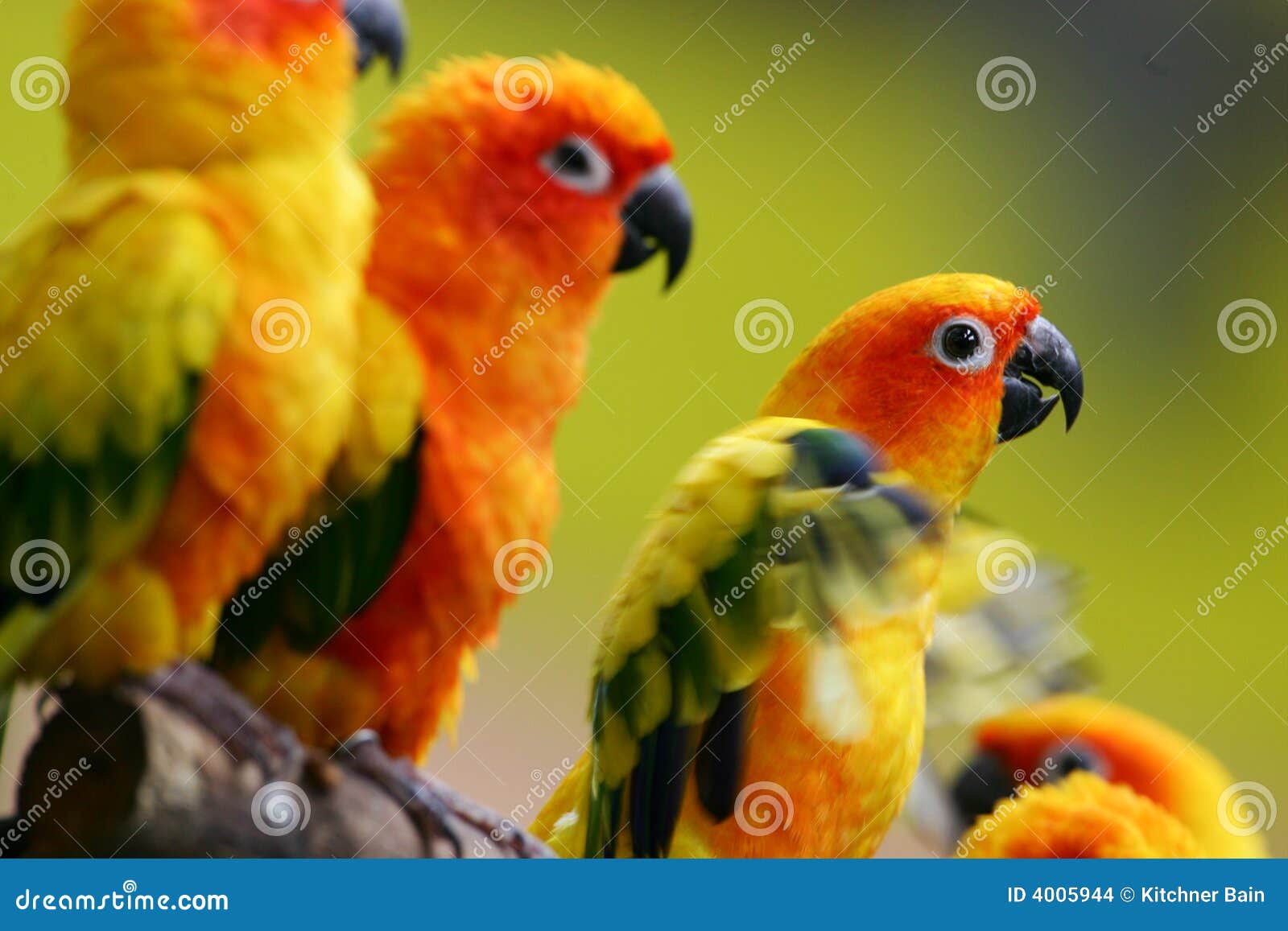 Sun Conures stock photo. Image of animals, tropics, conures - 4005944