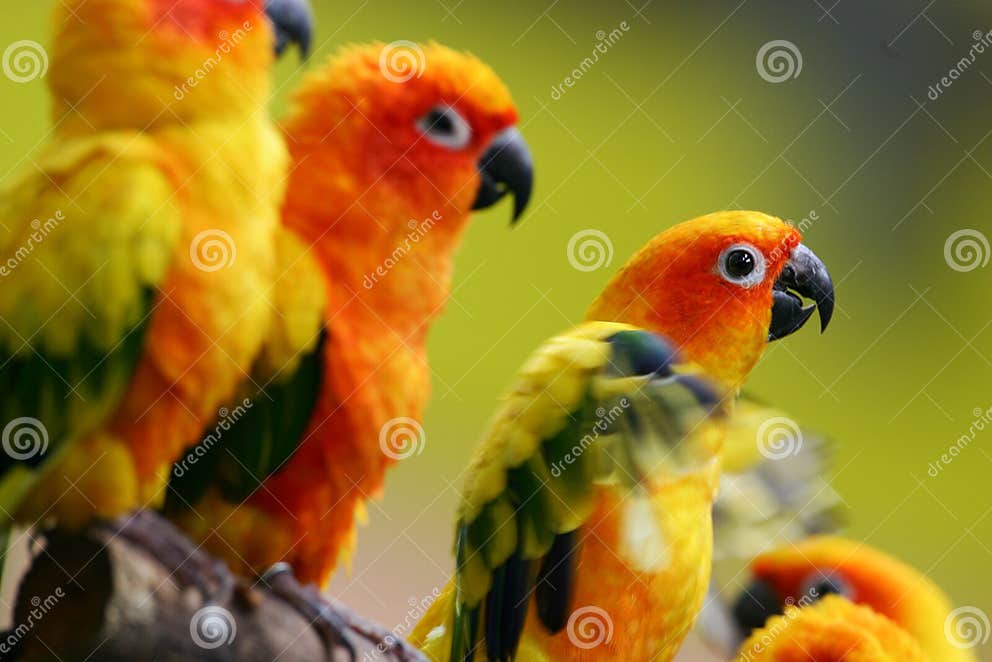 Sun Conures stock photo. Image of animals, tropics, conures - 4005944