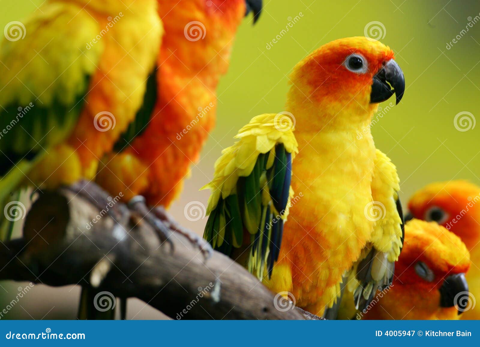 Sun Conures stock image. Image of birds, asian, wildlife - 4005947