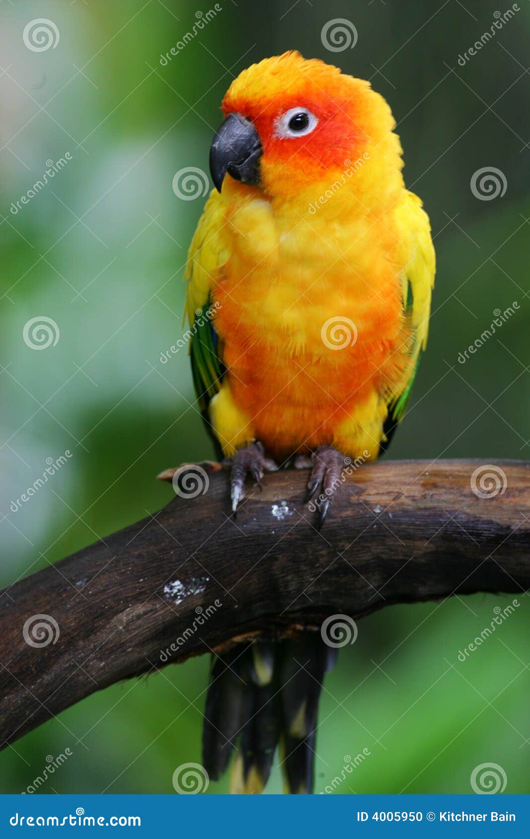 Sun Conures stock photo. Image of animal, birds, paradise - 4005950