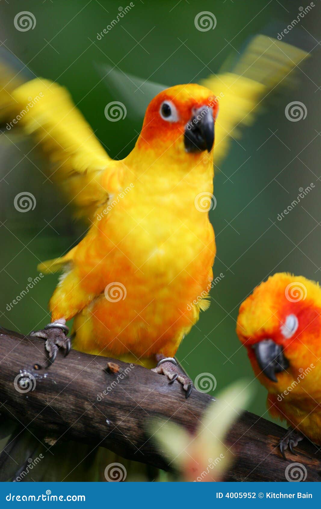 Sun Conures stock photo. Image of wildlife, asia, tropics - 4005952