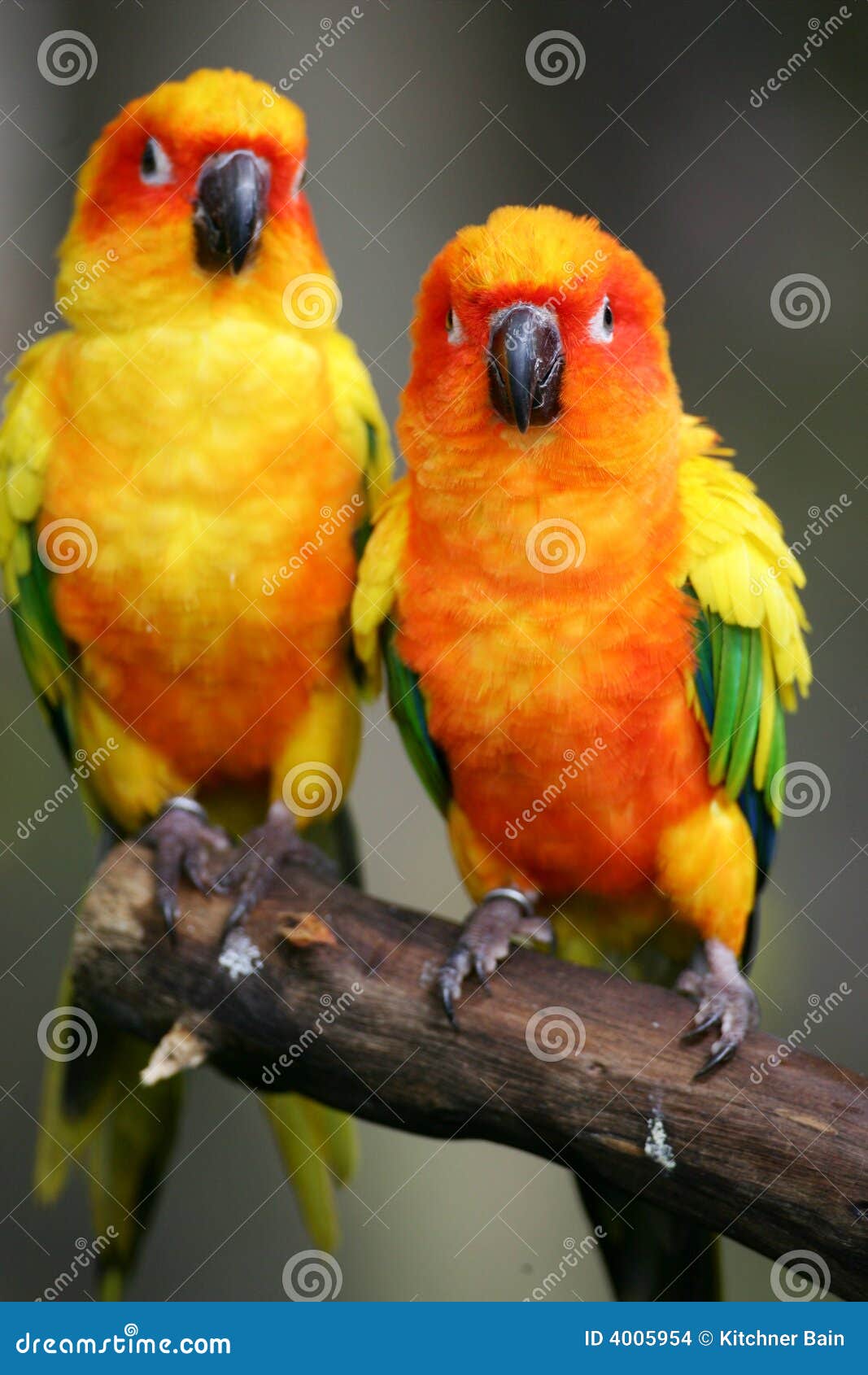 Sun Conures stock photo. Image of tropics, asia, bird - 4005954