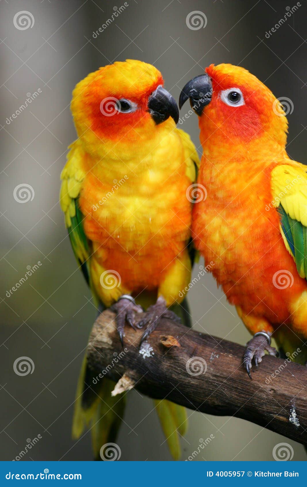Sun Conures stock image. Image of wildlife, wild, paradise - 4005957