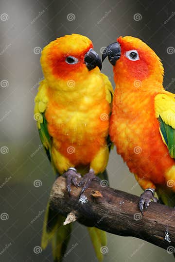Sun Conures stock image. Image of wildlife, wild, paradise - 4005957