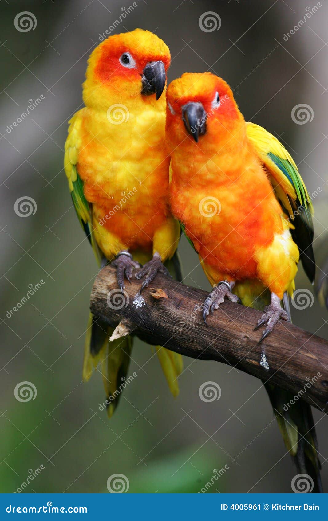 Sun Conures stock image. Image of tropical, animals, wild - 4005961