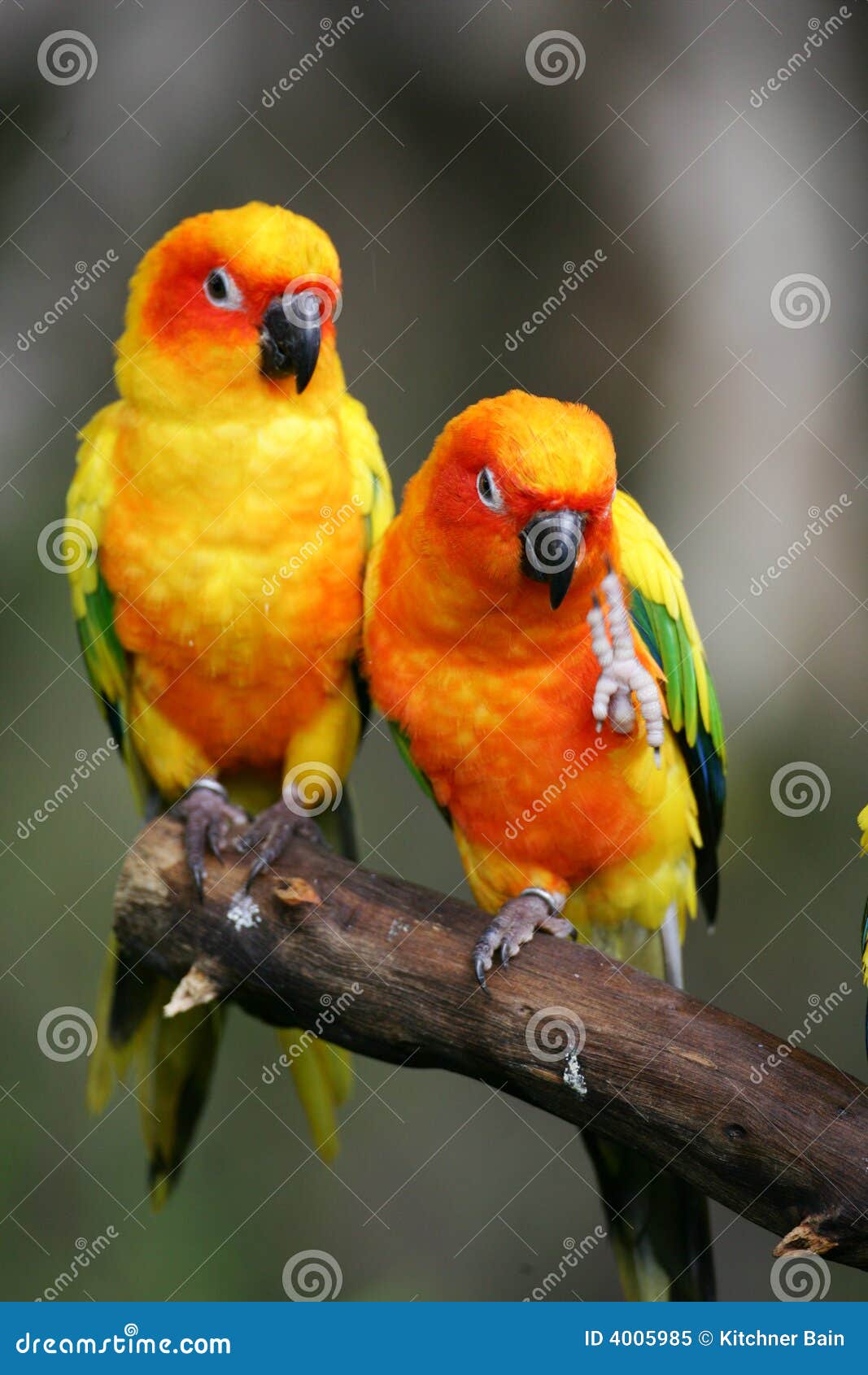 Sun Conures stock image. Image of paradise, asia, wild - 4005985