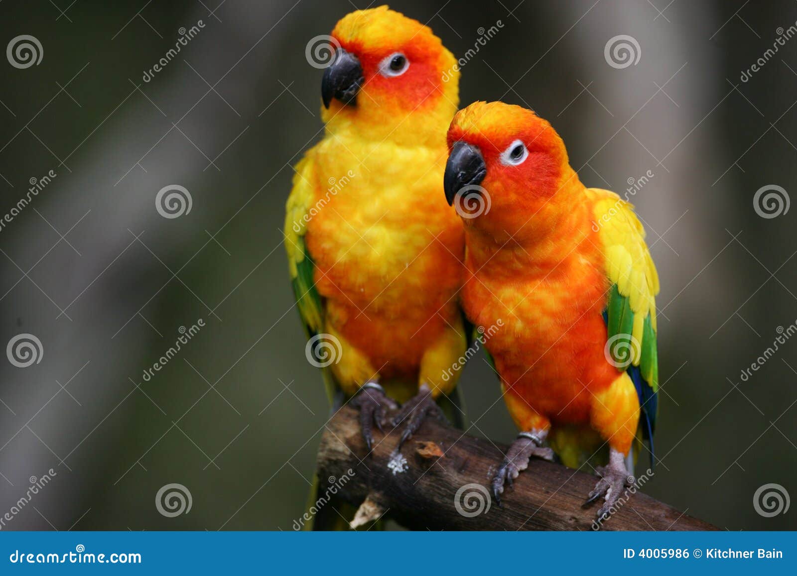 Sun Conures stock photo. Image of conure, paradise, asian - 4005986
