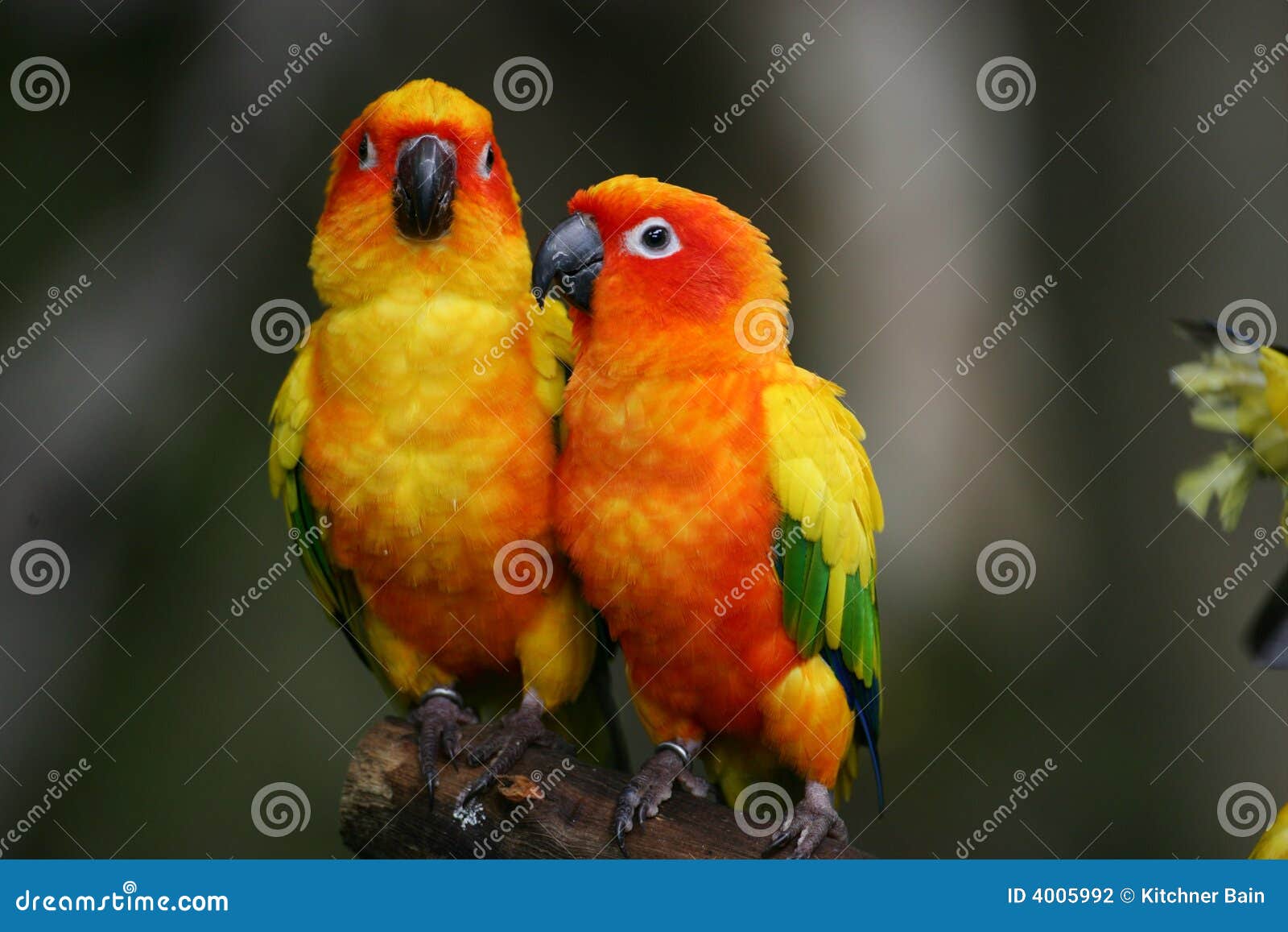 Sun Conures Royalty-Free Stock Photography | CartoonDealer.com #20871221