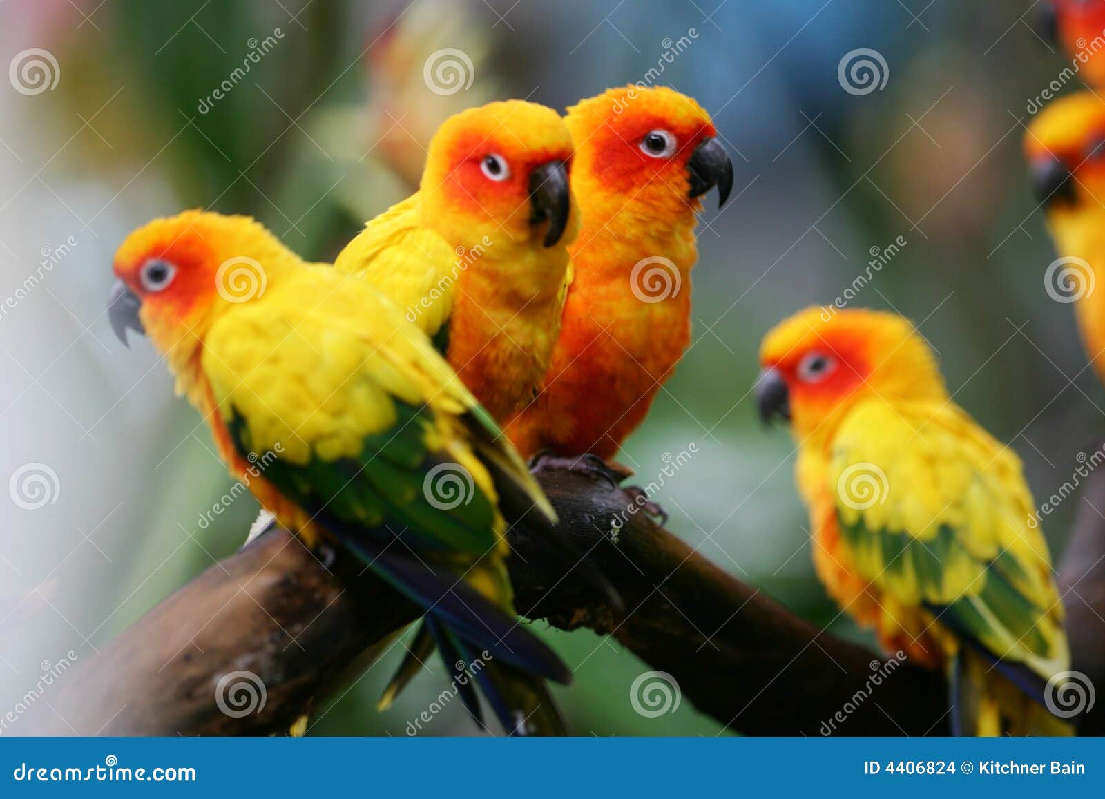 Sun Conures Royalty-Free Stock Photography | CartoonDealer.com #20871221