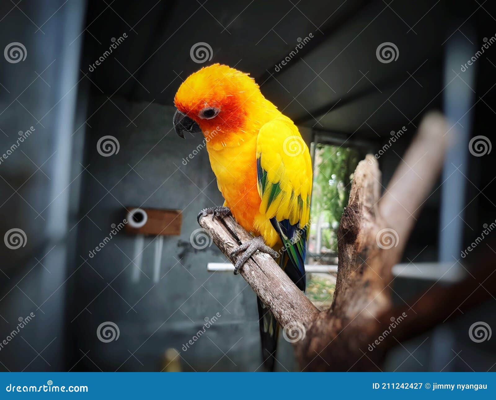 Sun conures bird stock image. Image of finch, wing, wildlife - 211242427