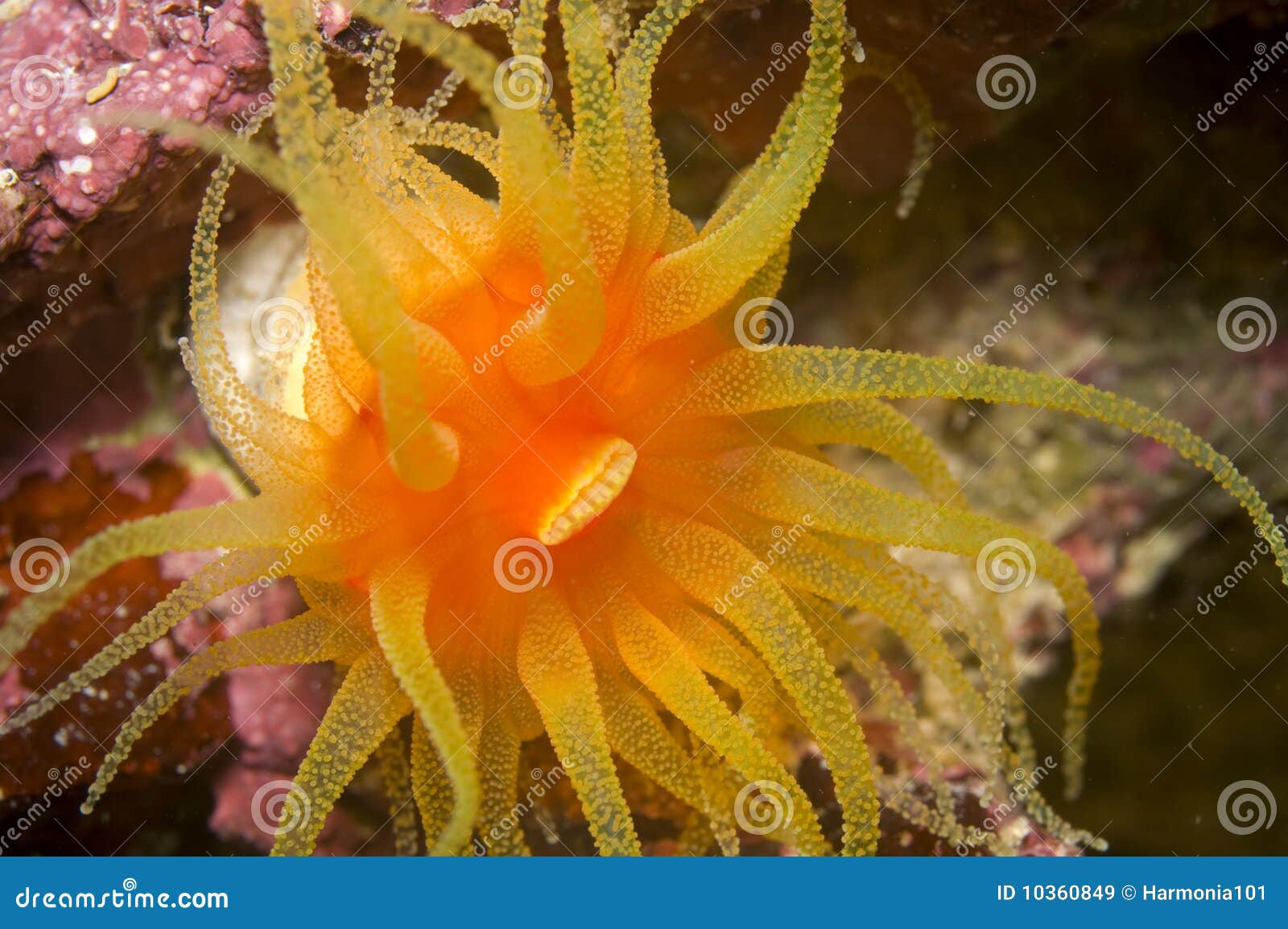 Sun coral stock image. Image of reef, mouth, conserve - 10360849