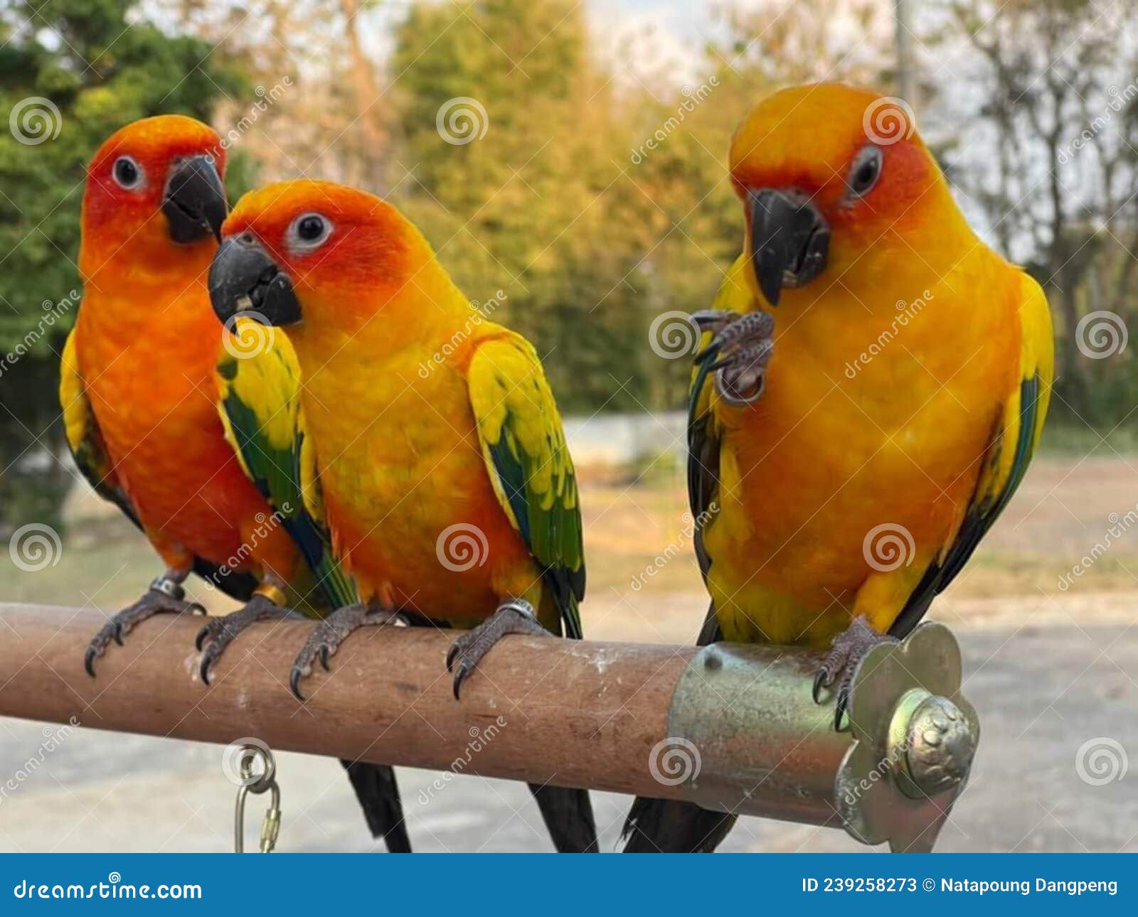 Cornua Parrot Stock Photos - Free & Royalty-Free Stock Photos from ...