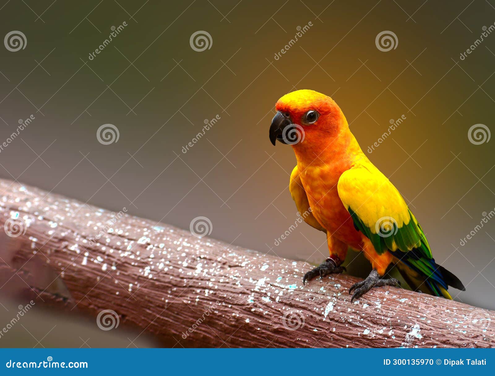 Sun Cornure stock photo. Image of bright, bird, happiness - 300135970
