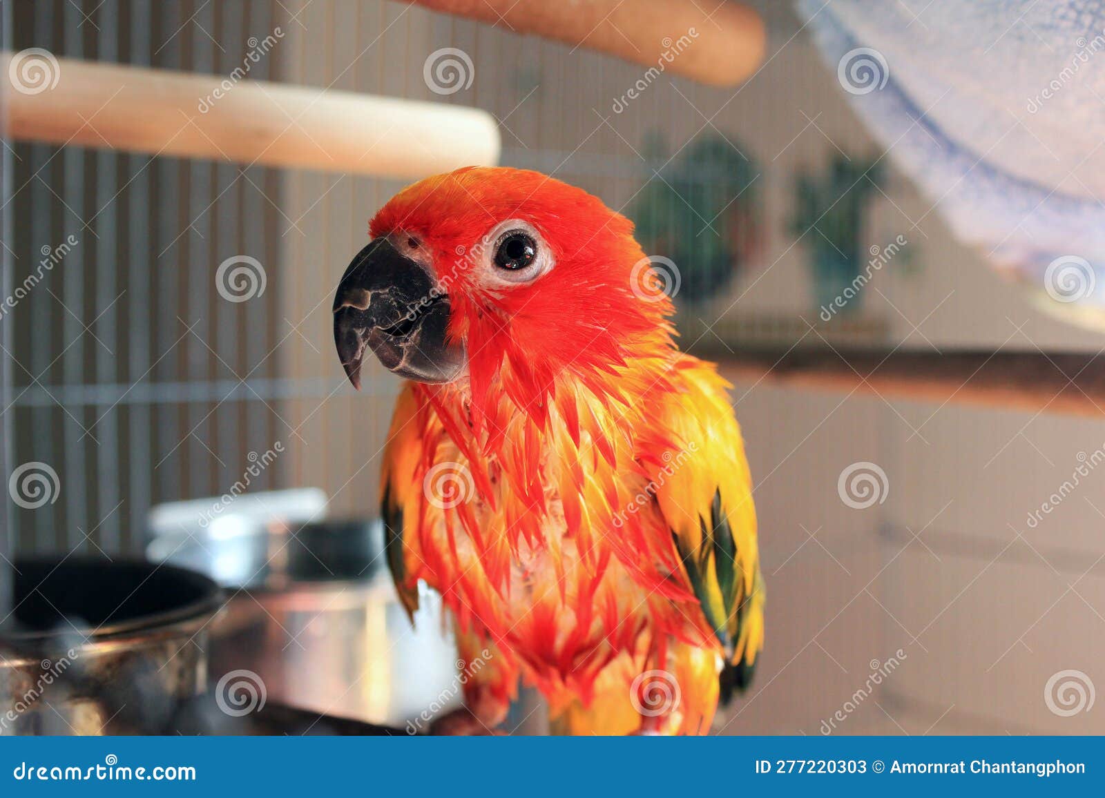 Sun cornure parrot bird stock image. Image of yellow - 277220303