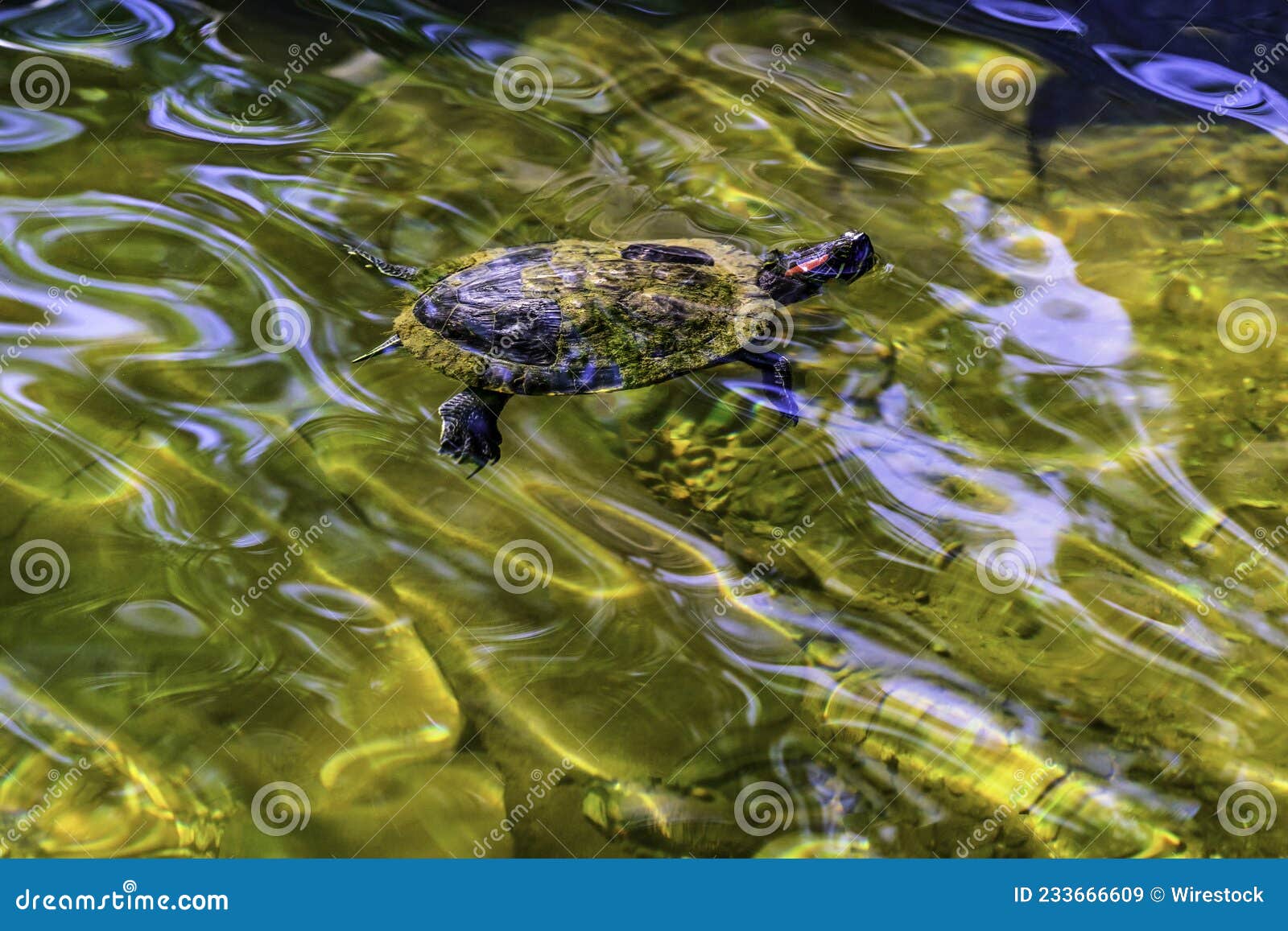 Sun Creating Different Colors and Swirls of Light on the Pool with a ...