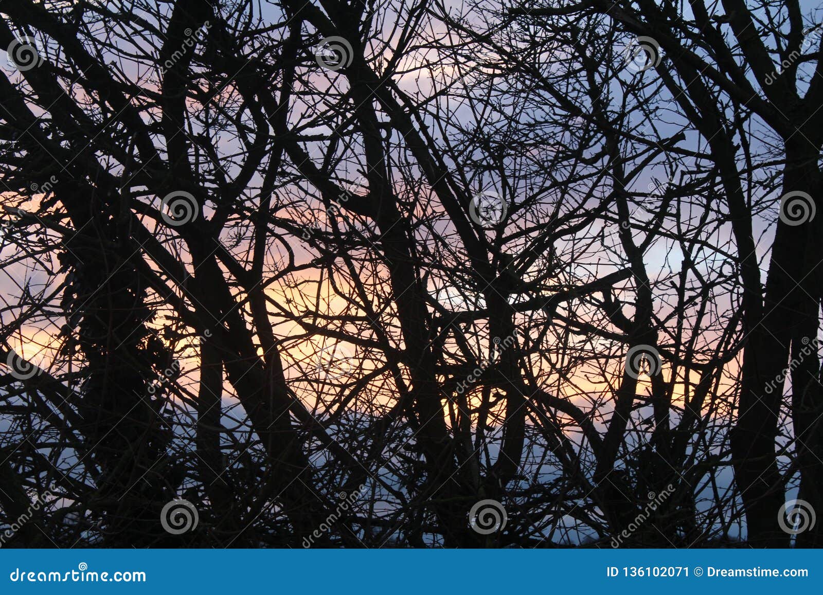 Tree branches in daytime stock image. Image of crossing - 136102071