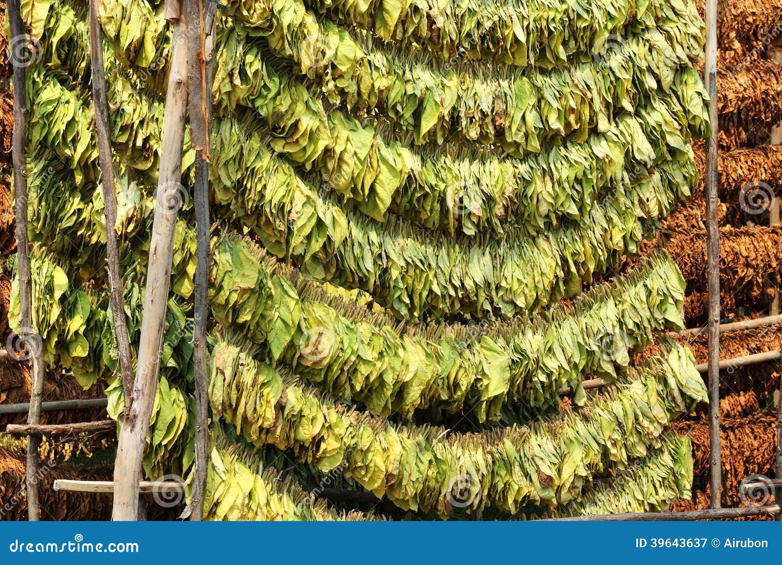 Sun cured tobacco leaves stock image. Image of cigar - 39643637