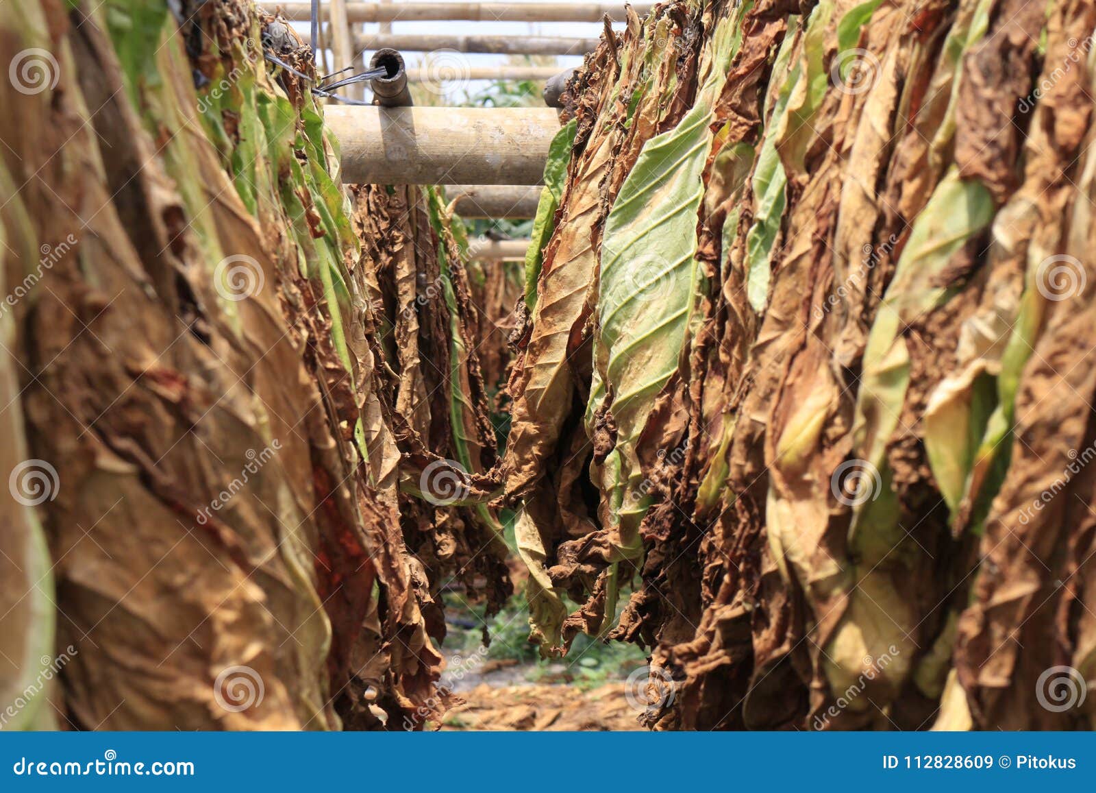 Sun cured tobacco stock image. Image of production, tobacco - 112828609