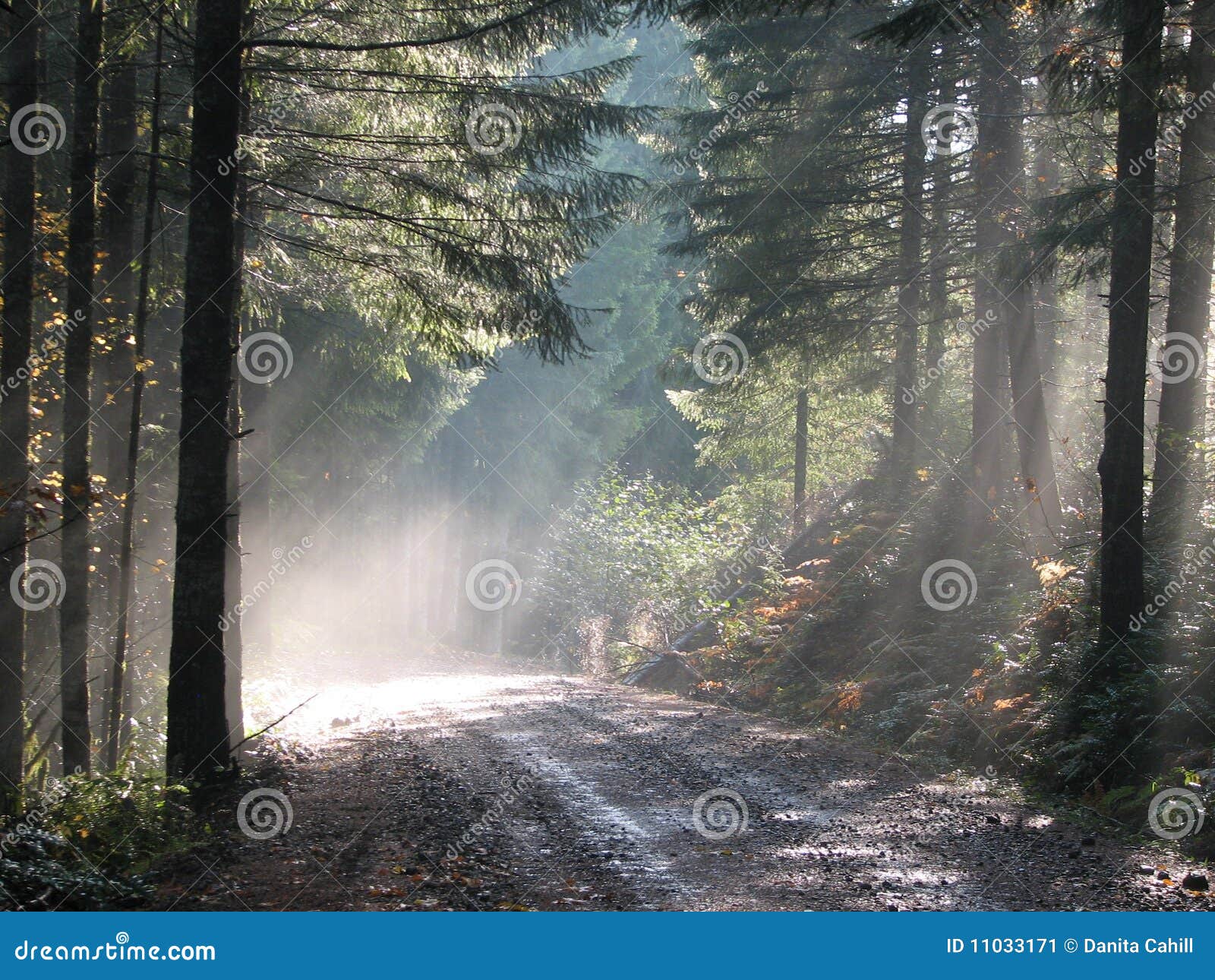 Sun Dappled Forest stock image. Image of northwest, foggy - 11033171