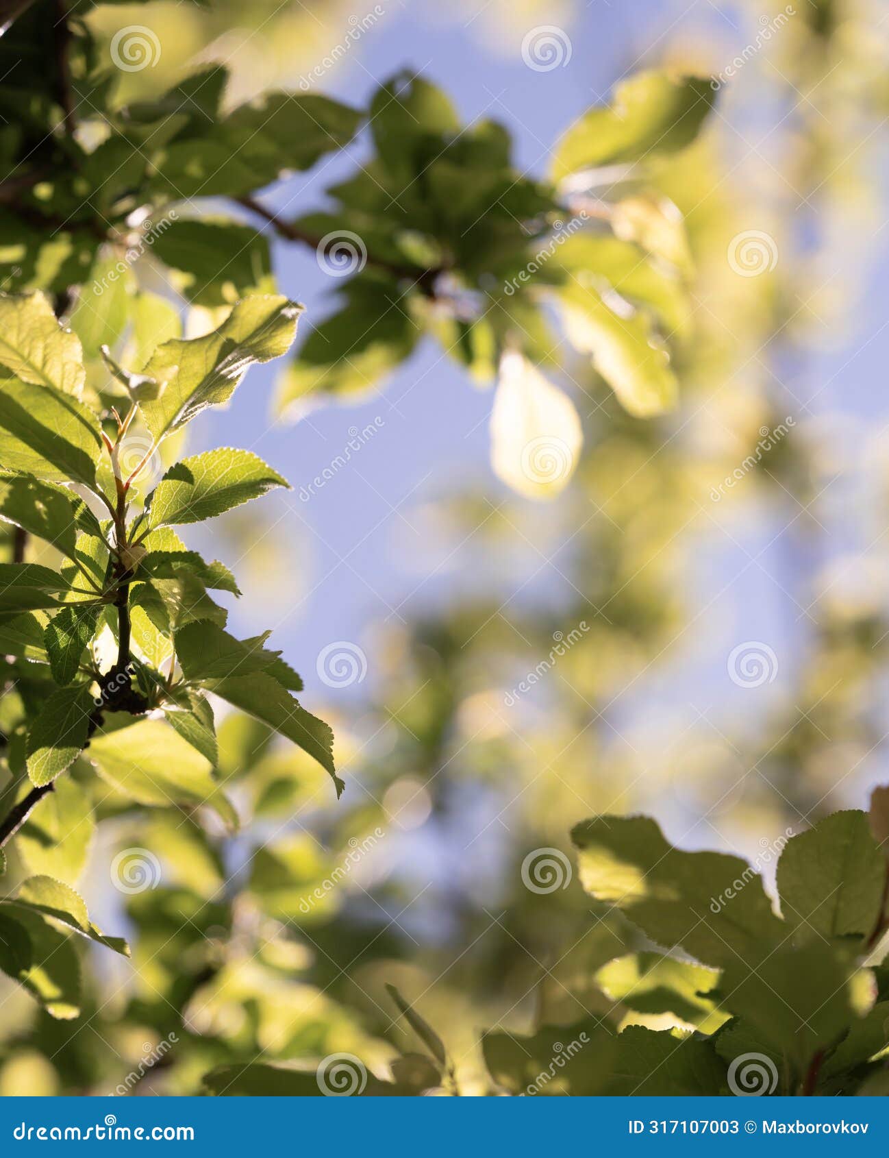 Sun-Dappled Leaves in Early Spring Light Stock Image - Image of energy ...