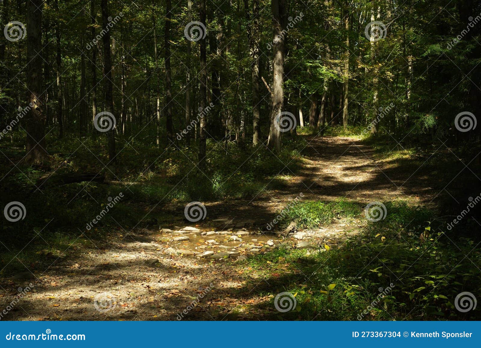 Sun-dappled Path in a Dark Forest Stock Photo - Image of contrast ...