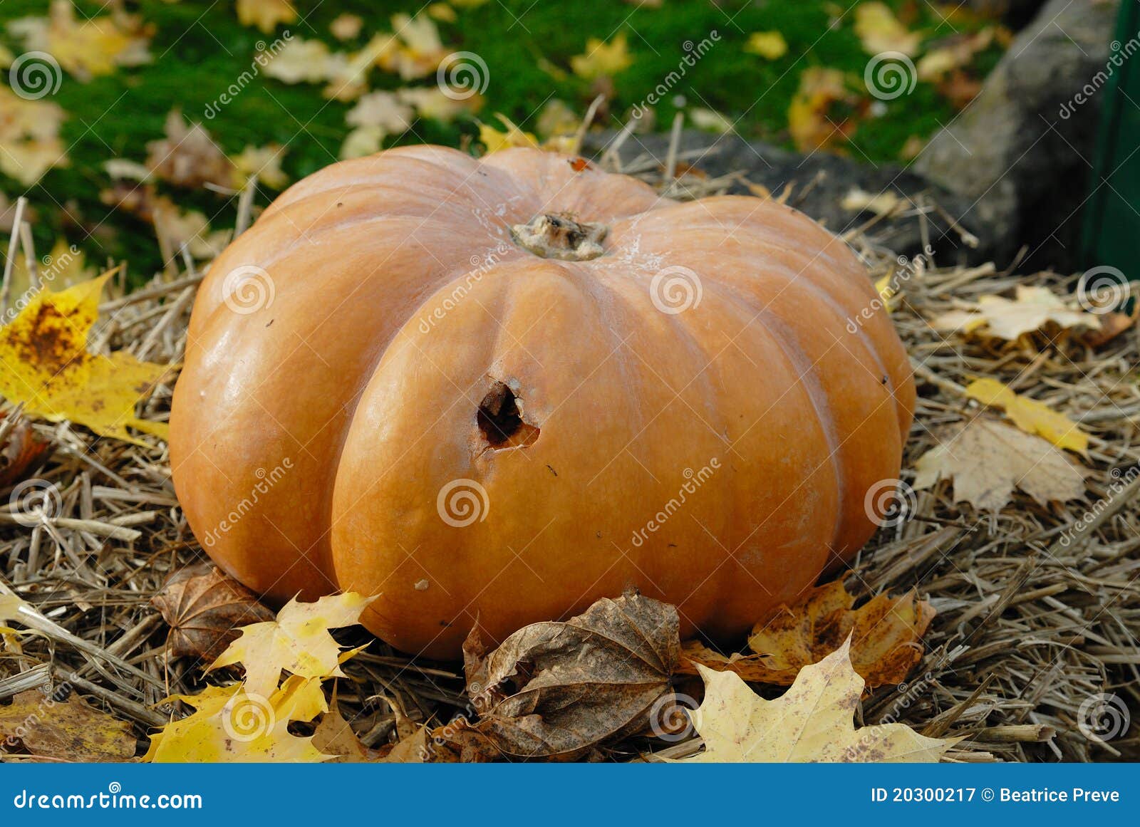 Sun decorated pumpkin stock image. Image of crop, blue - 20300217