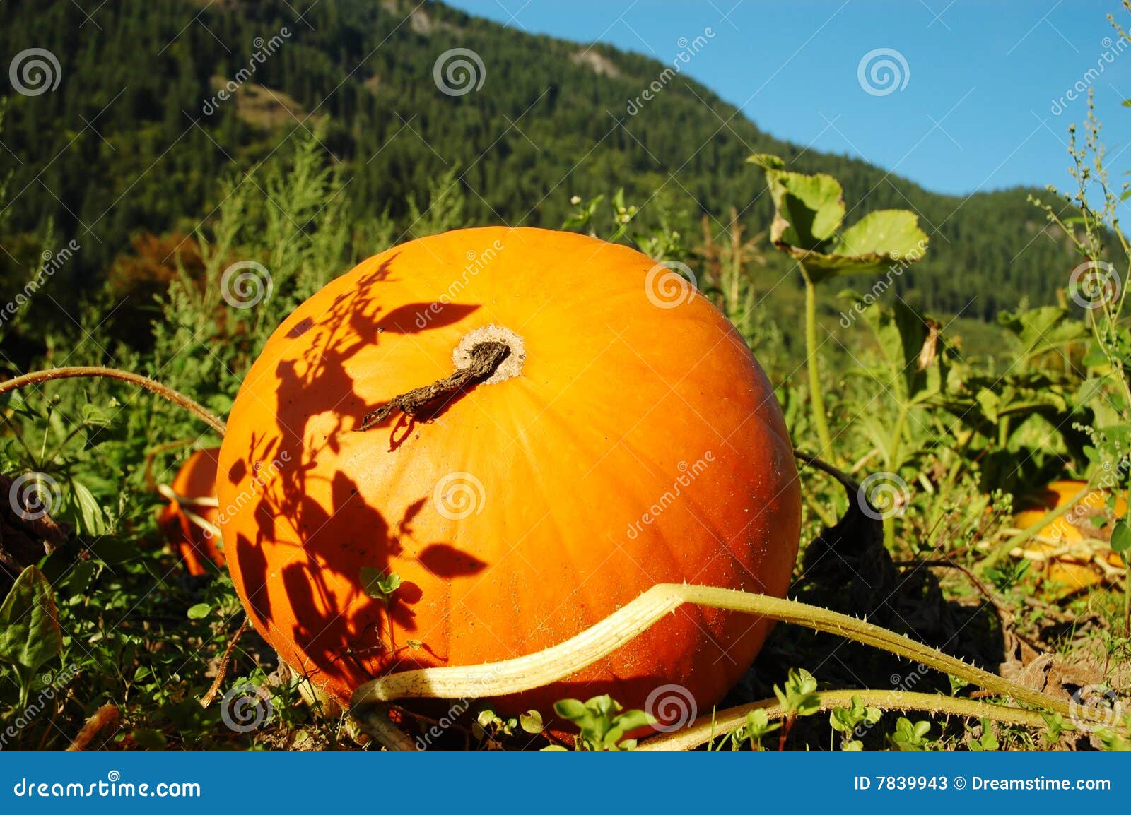 Sun decorated pumpkin stock image. Image of design, agriculture - 7839943
