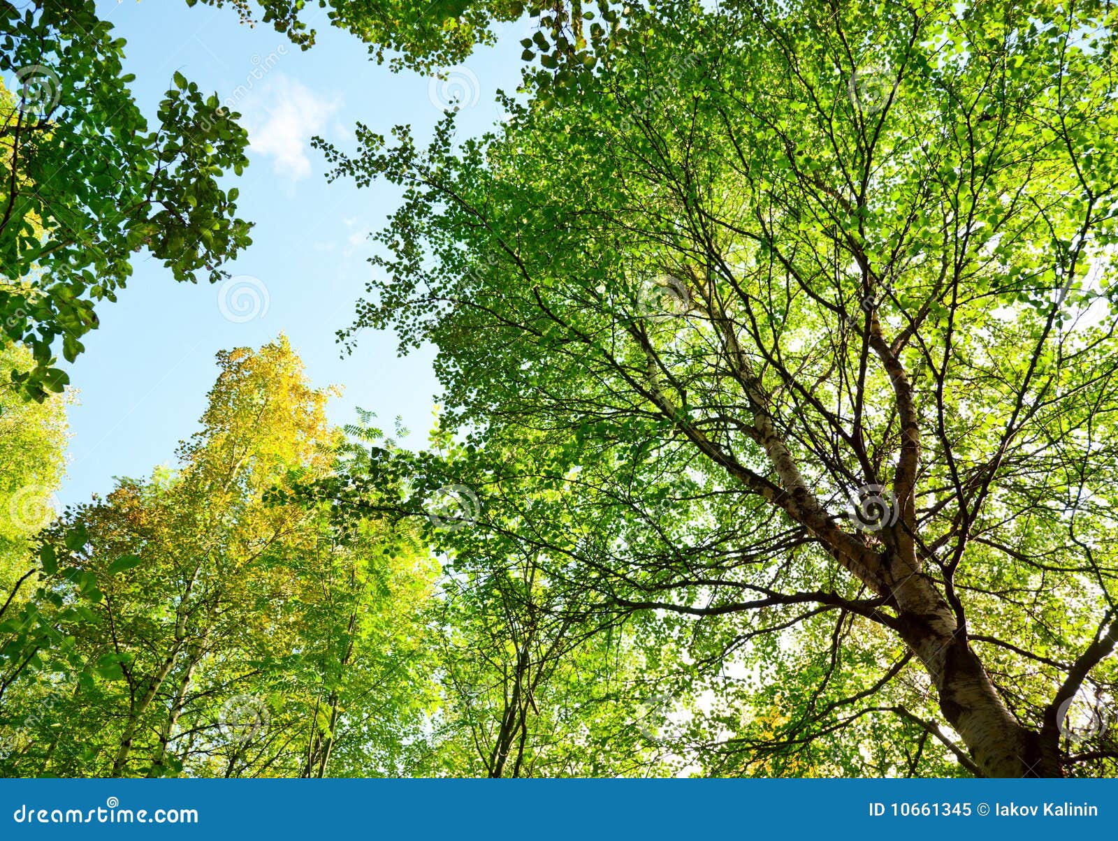 Sun in deep forest stock image. Image of natural, environment - 10661345