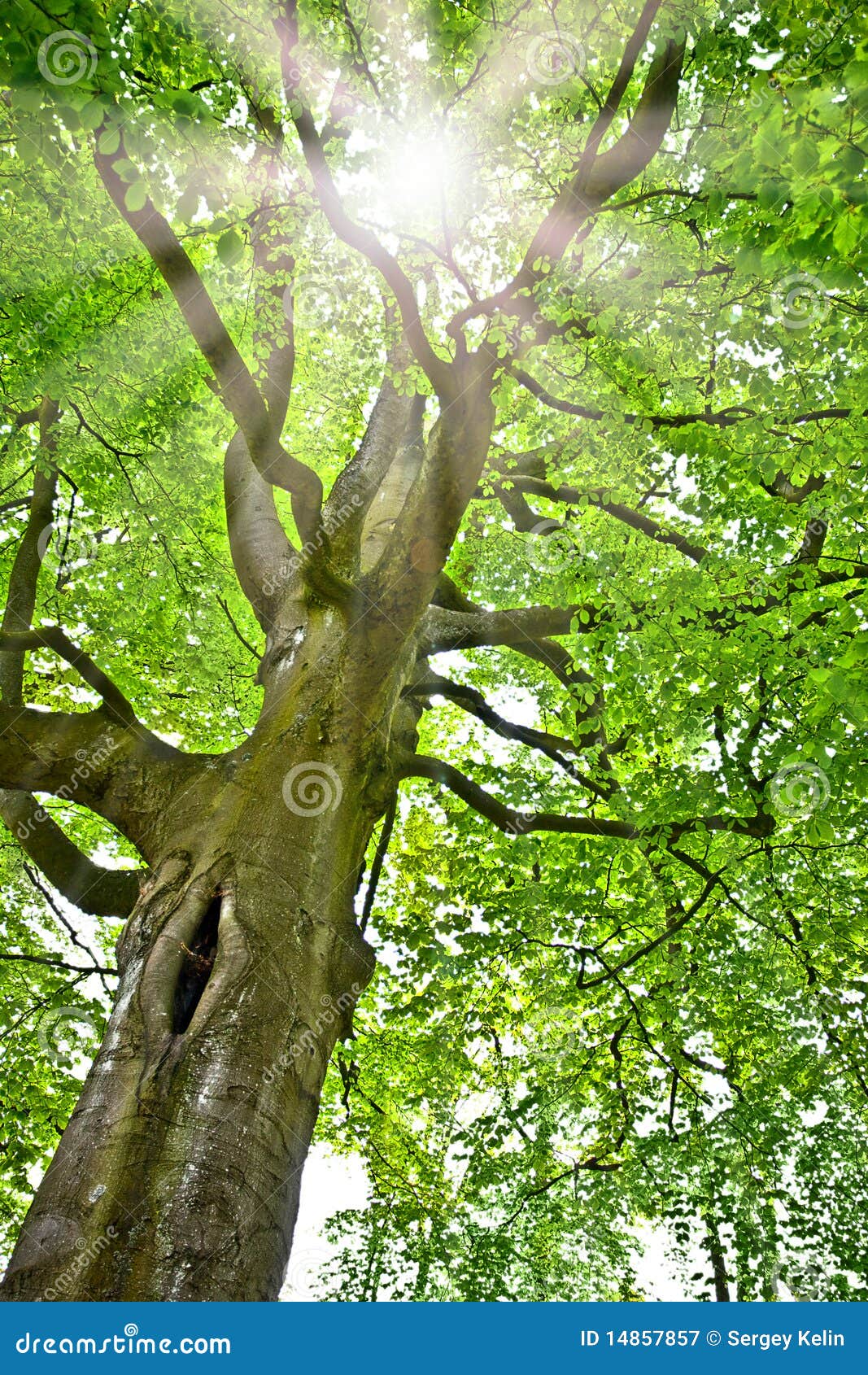 Sun in deep forest stock image. Image of mystic, sunlight - 14857857