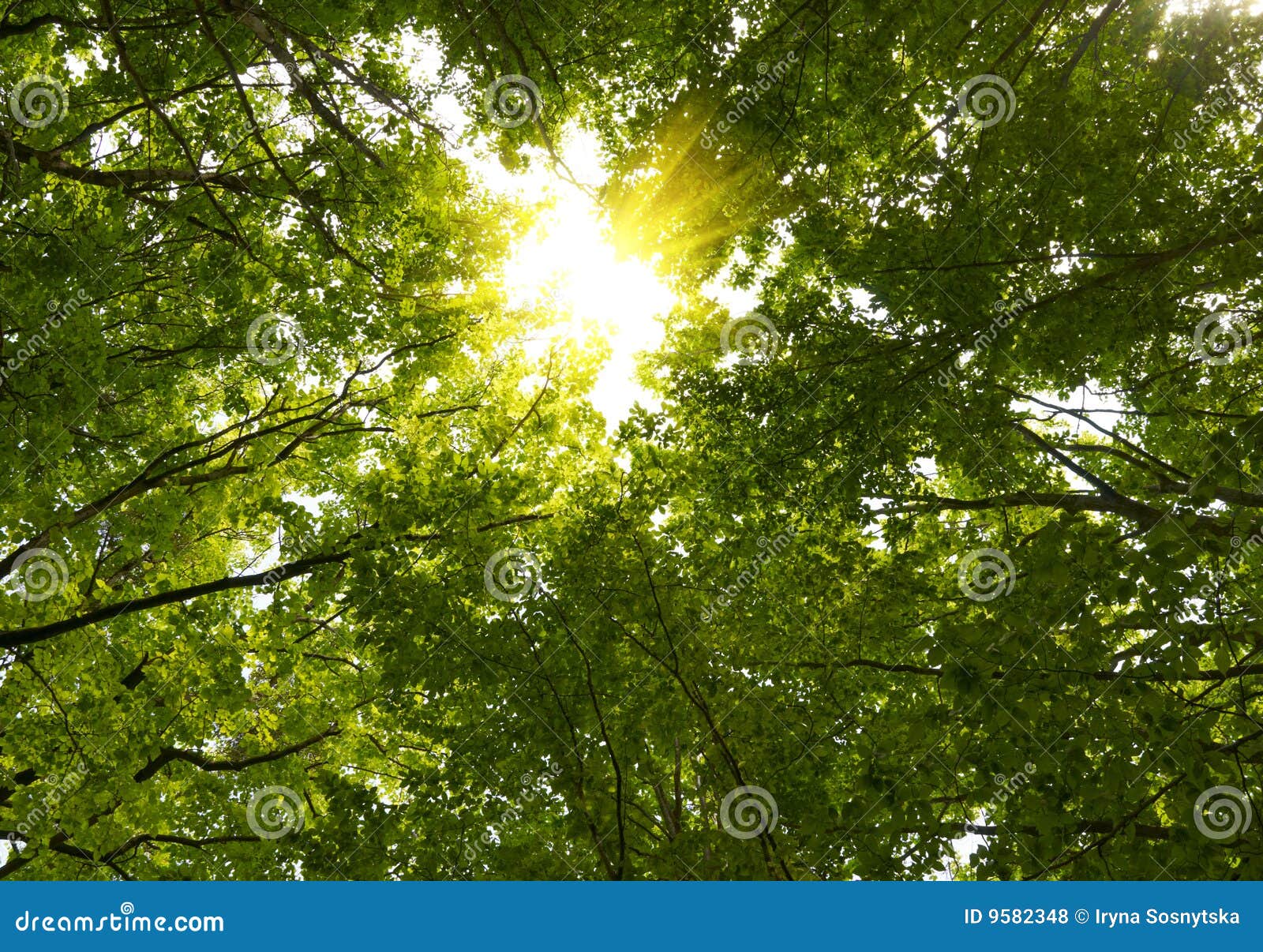 Sun in deep forest stock photo. Image of sunshine, nature - 9582348