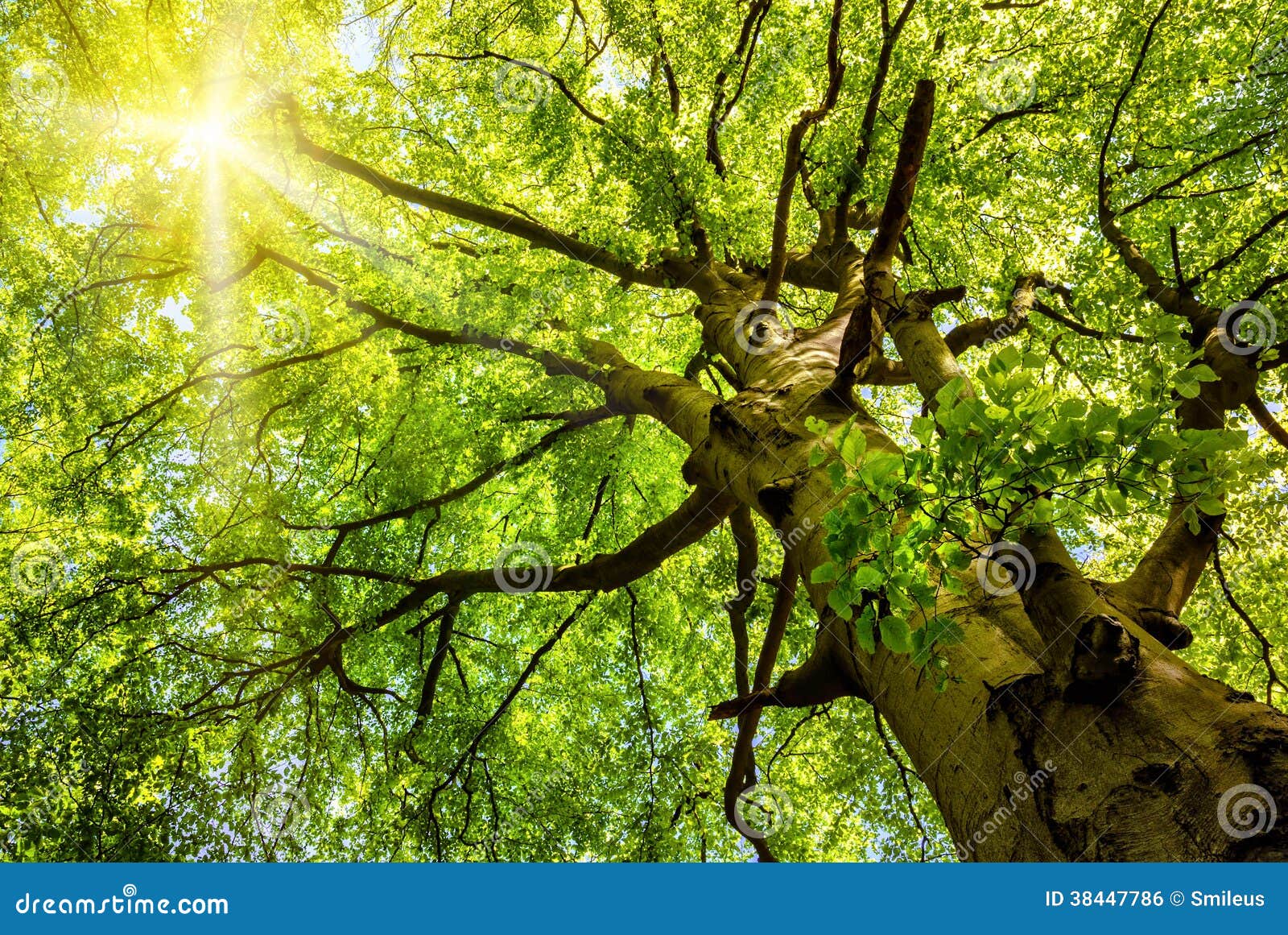 Sun, Der Durch Einen Alten Buchenbaum Scheint Stockfoto - Bild von ...