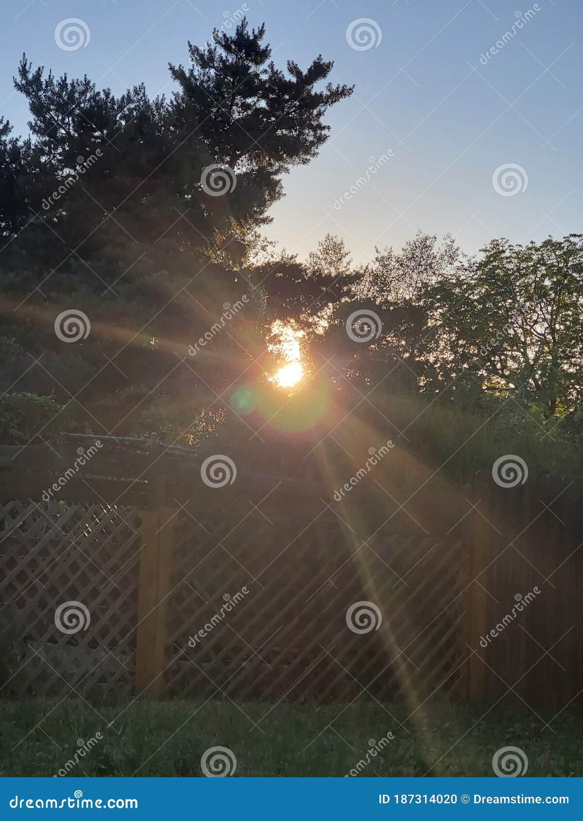 The sun is done stock photo. Image of tree, leaf, sunlight - 187314020