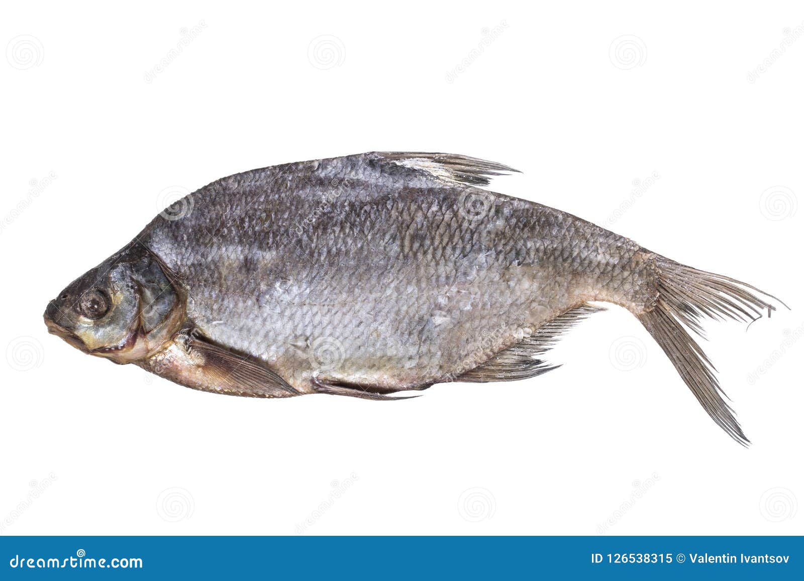 Sun Dried Bream on a White Background Stock Image - Image of healthy ...