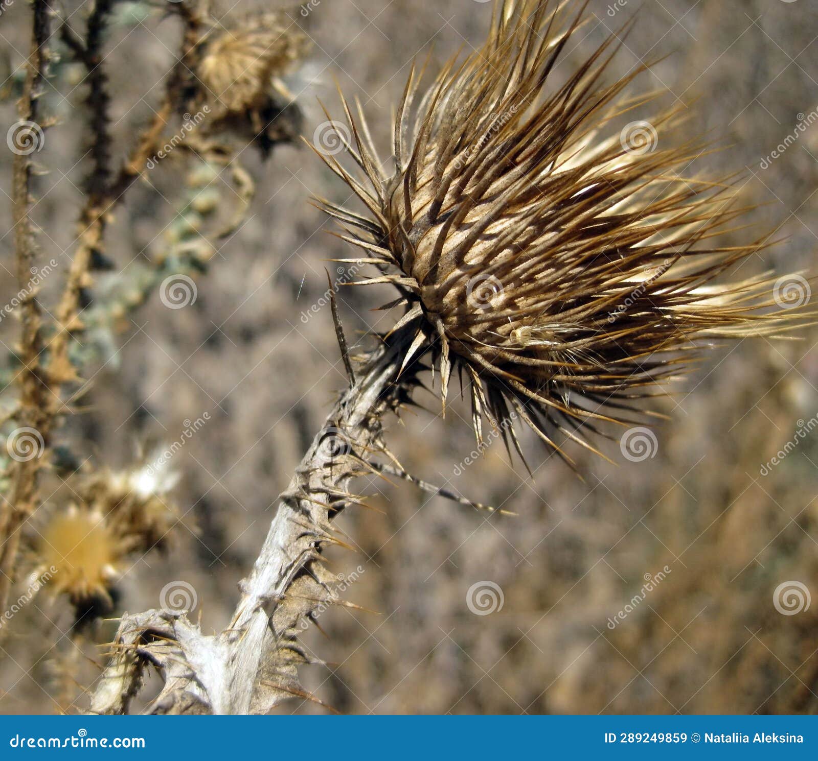 Sun-dried (Cirsium) Thistle Stock Image - Image of prairie, plant ...