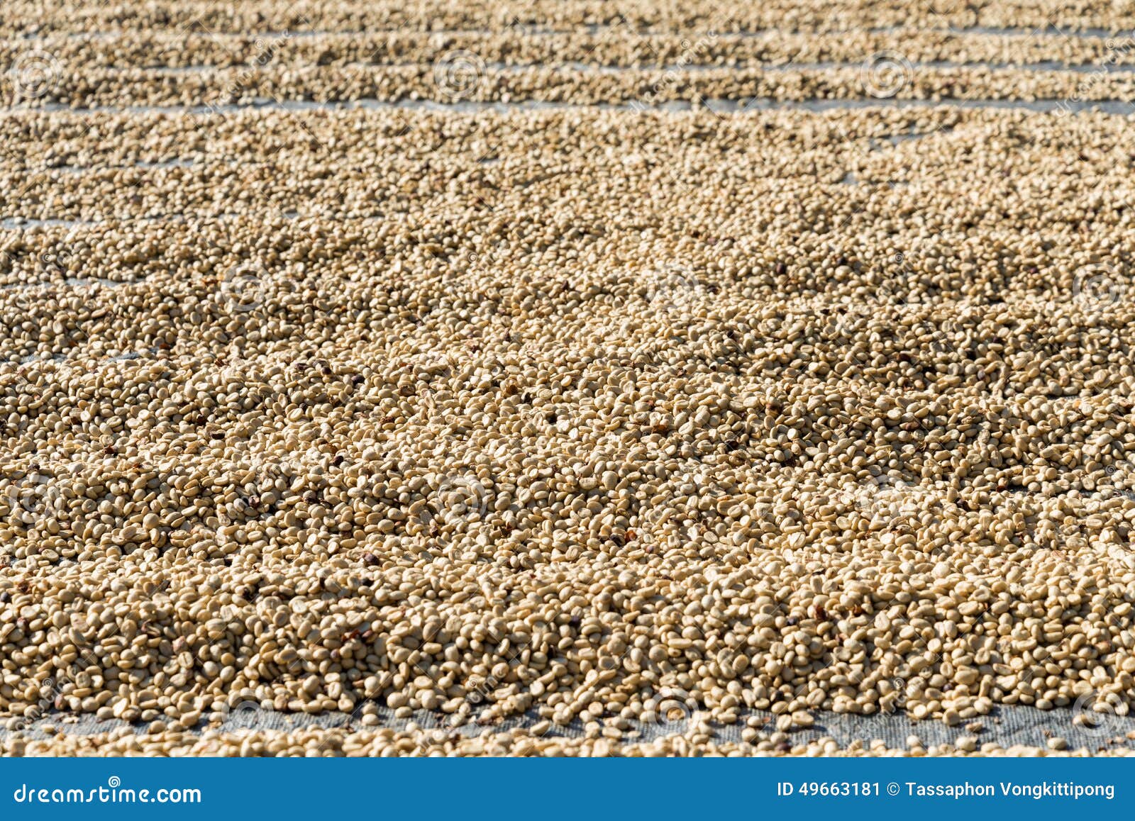 Sun dried coffee beans stock image. Image of bean, sunny - 49663181