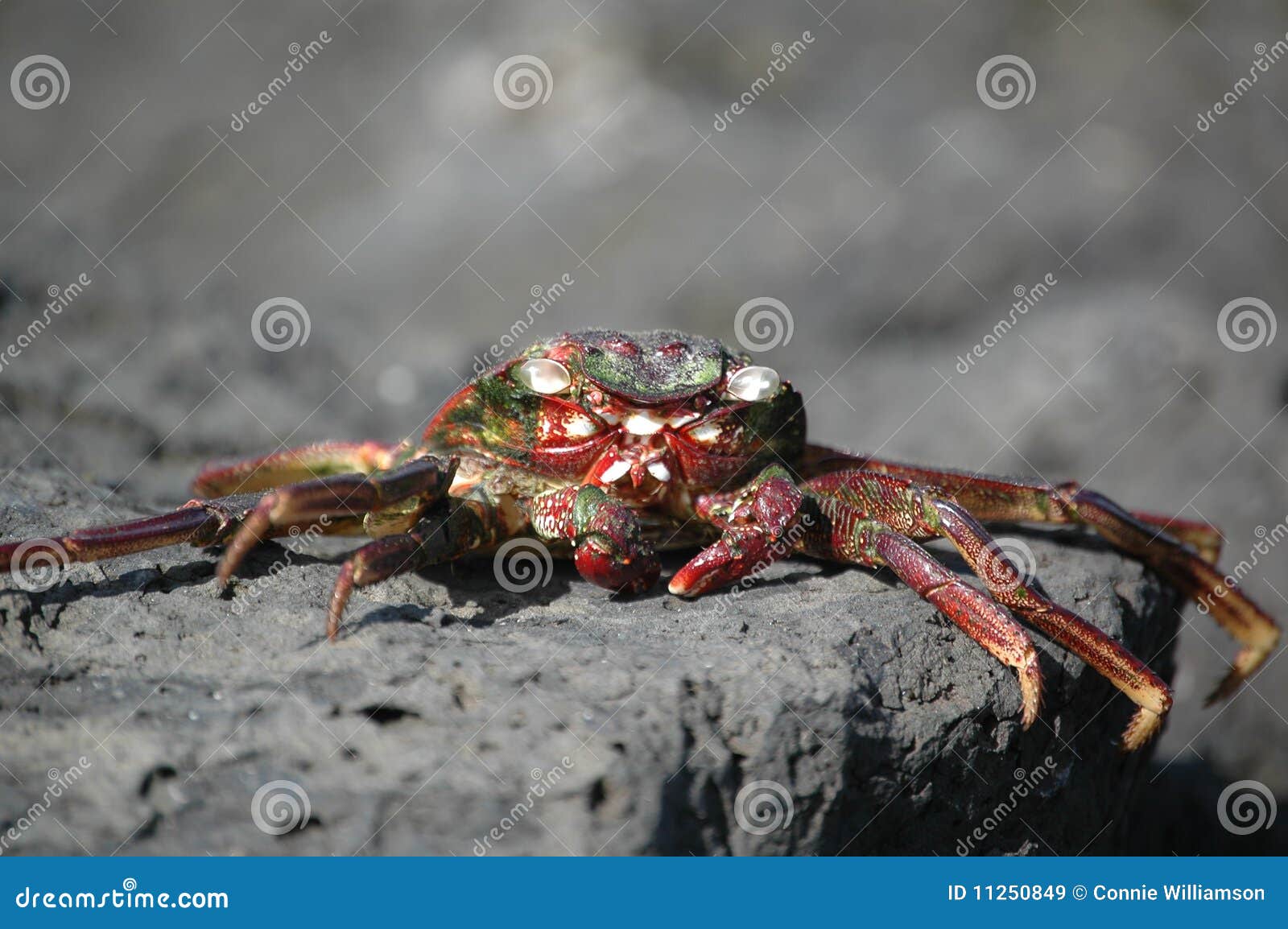 Dried Crustacean Amphipoda By Microscope. Arthropoda Gammarus Pulex ...