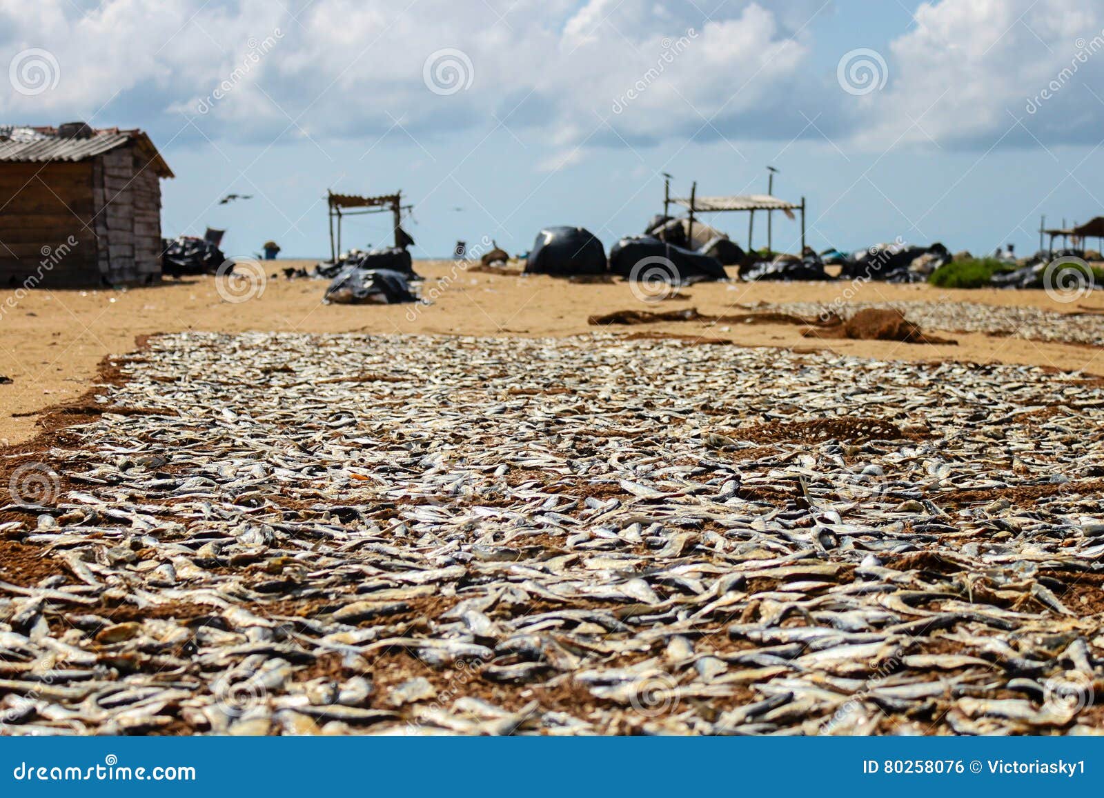 Sun dried fish stock photo. Image of lunch, beach, meal - 80258076