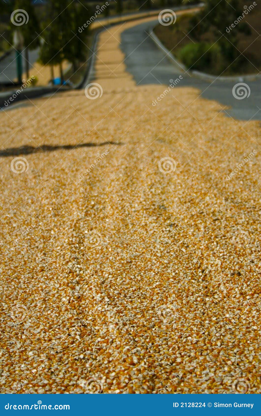 Sun Dried Grain Highway Philippines Stock Photo - Image of traditional ...