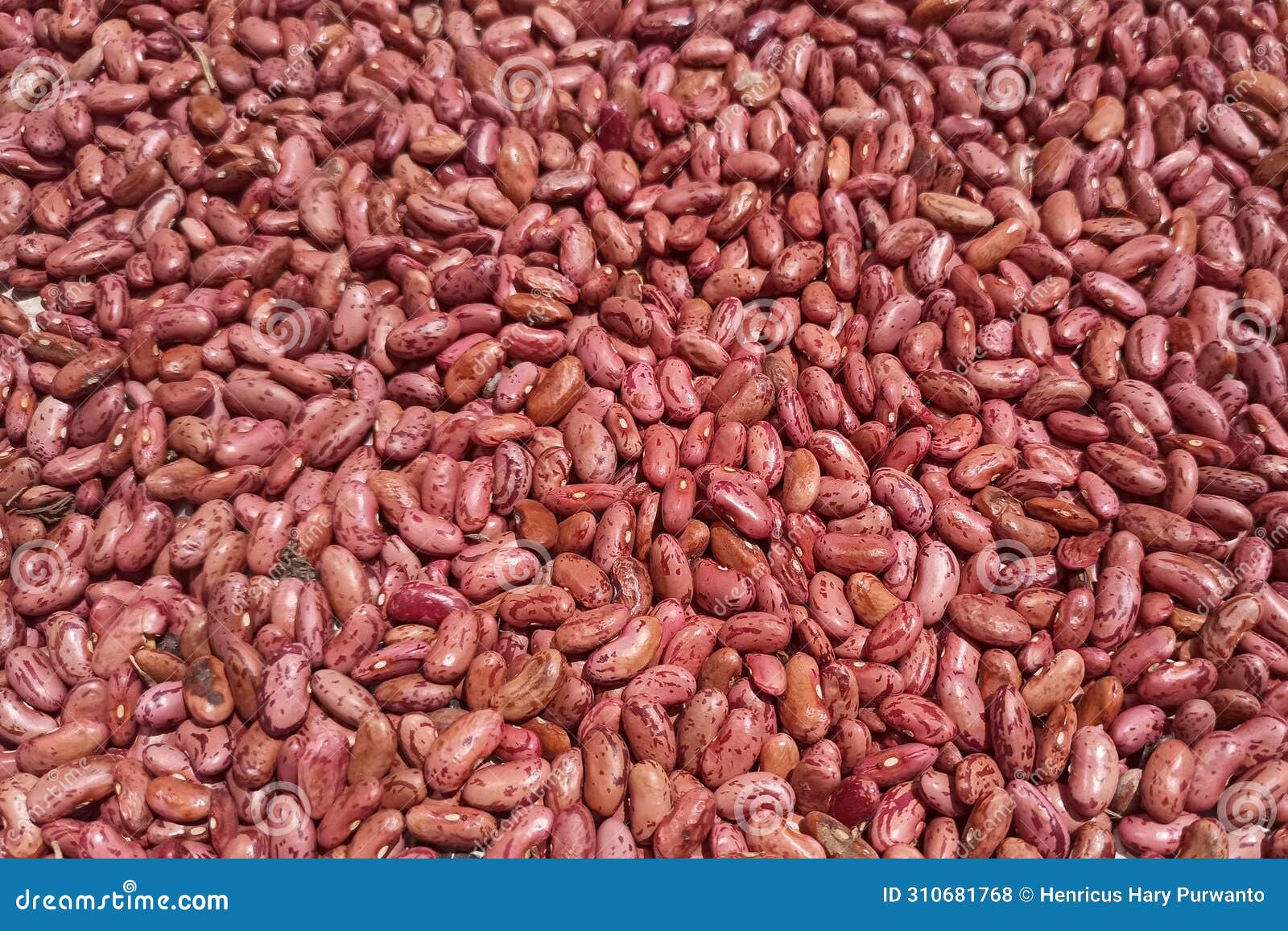 Sun Dried Haricot Bean Seeds Stock Photo - Image of model, house: 310681768