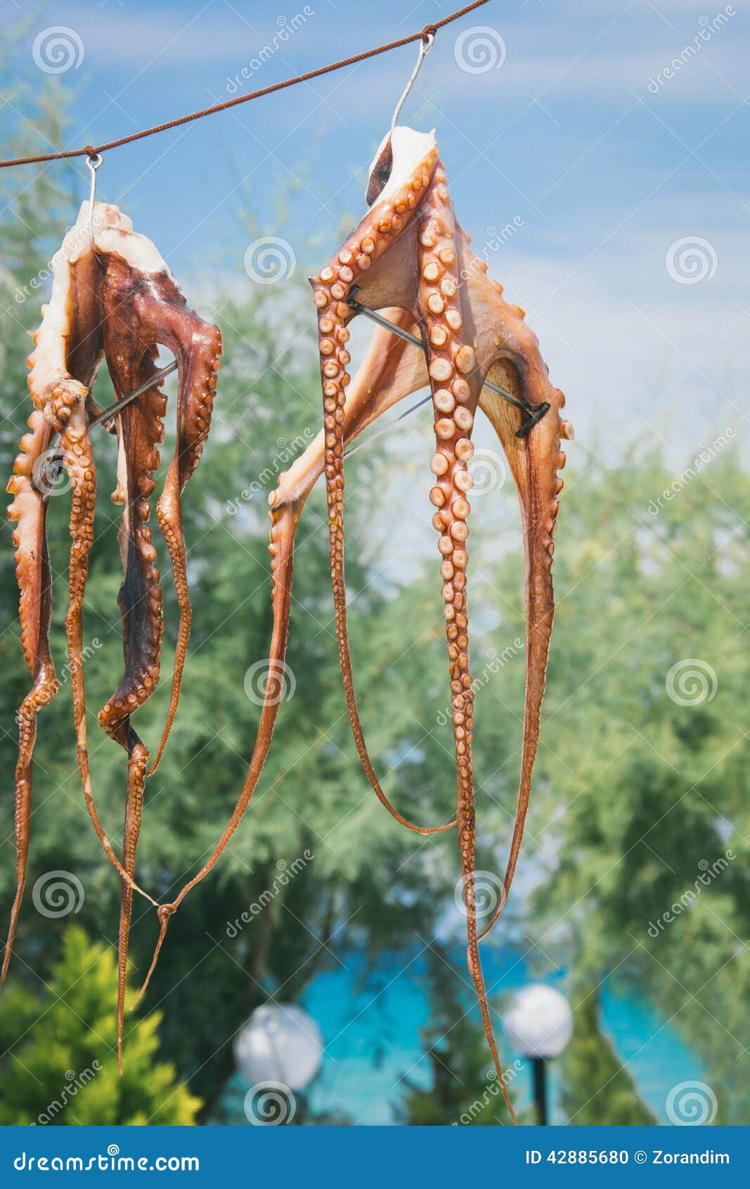 Sun dried octopus stock photo. Image of shore, frond - 42885680