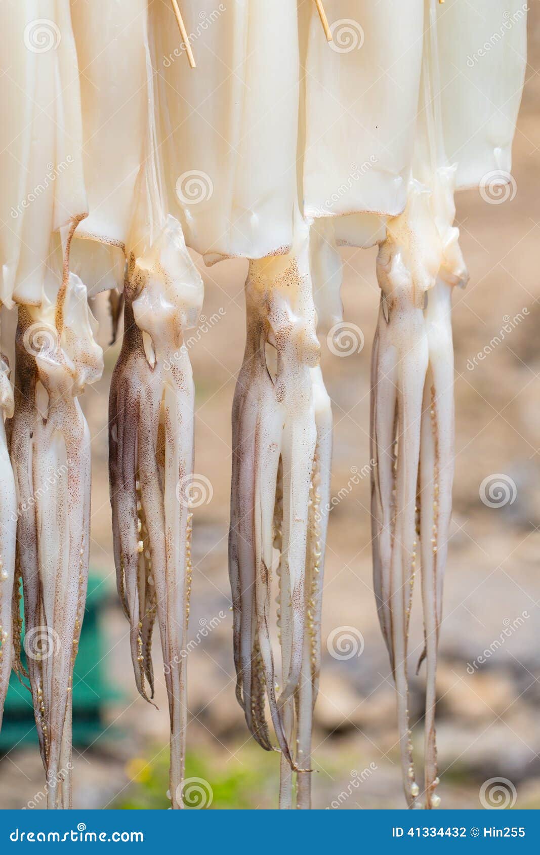 Sun Dried Squid Hanging at Seaside Stock Photo - Image of seaside ...