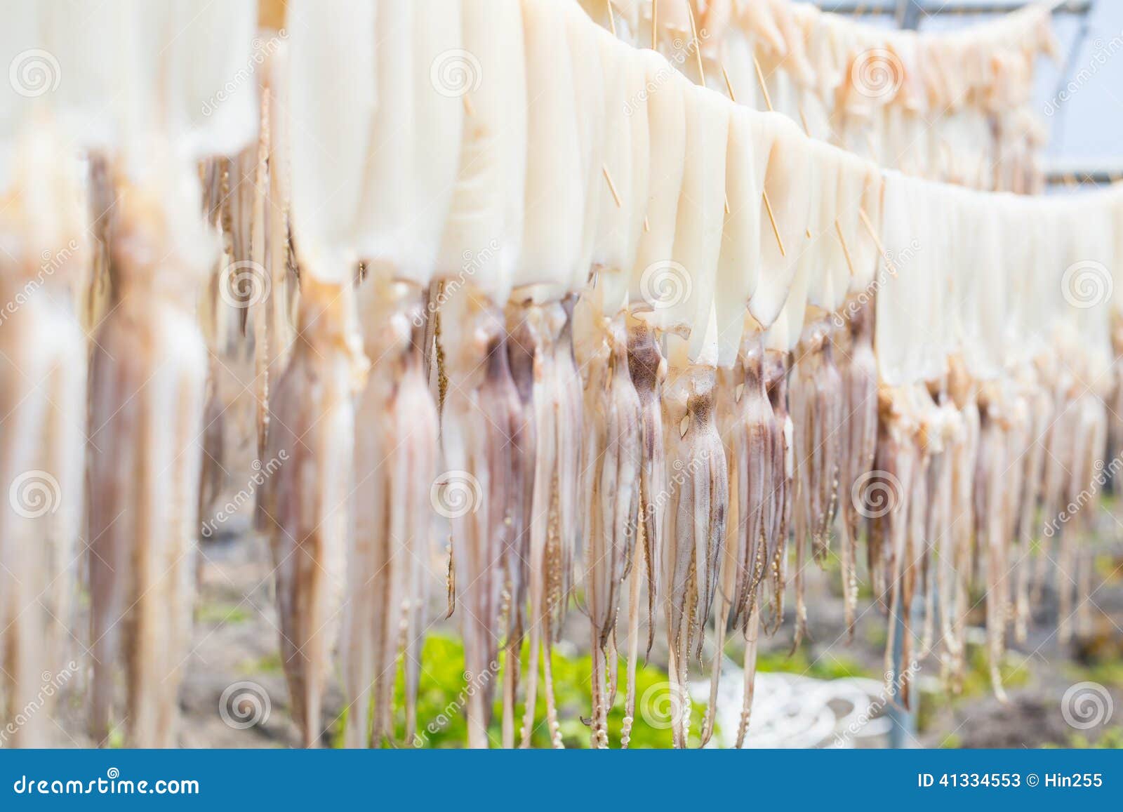 Sun Dried Squid Hanging at Seaside Stock Image - Image of tropical ...