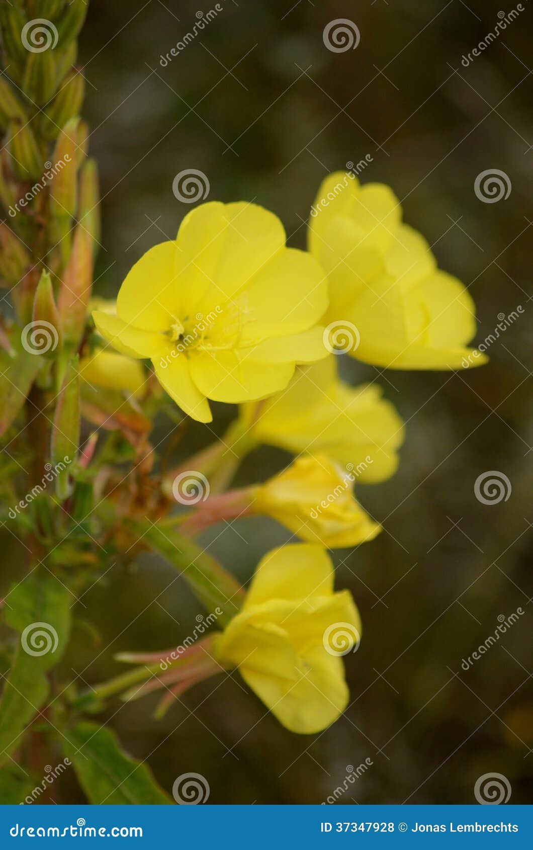 Sun drop stock photo. Image of drop, primrose, evening - 37347928