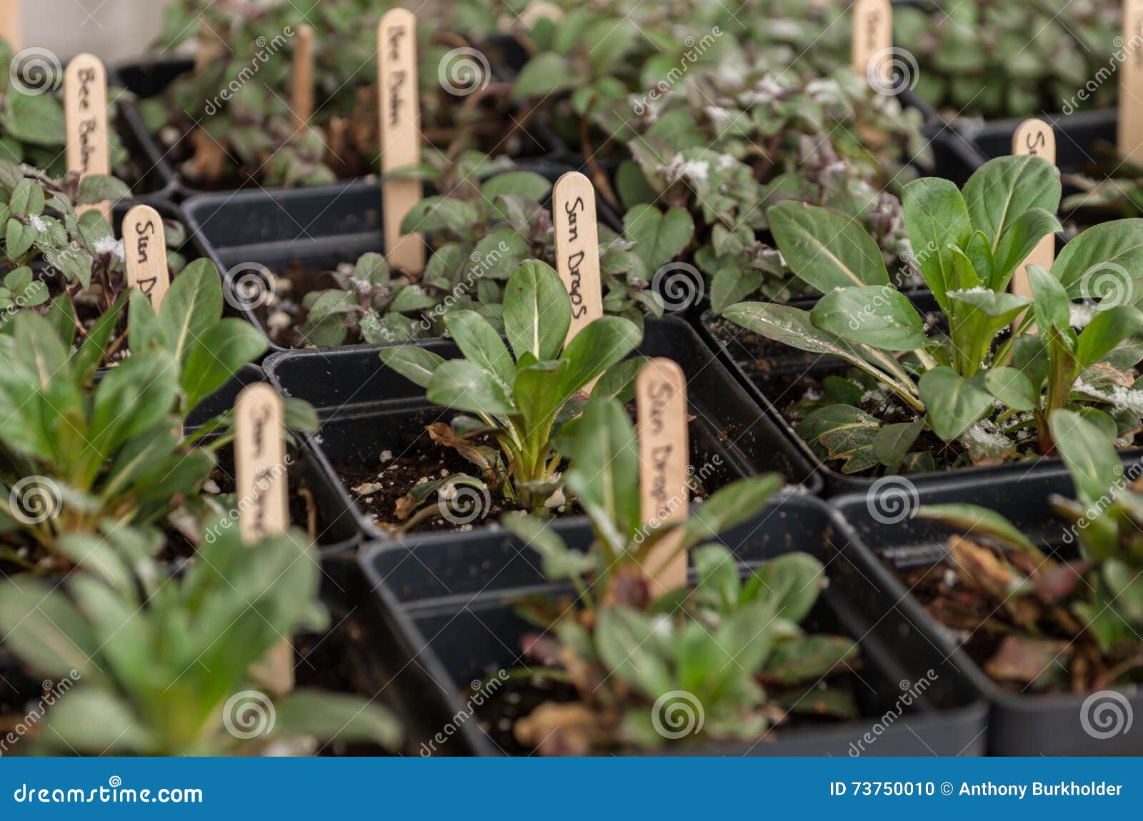 Sun Drop plants stock photo. Image of planters, plants - 73750010